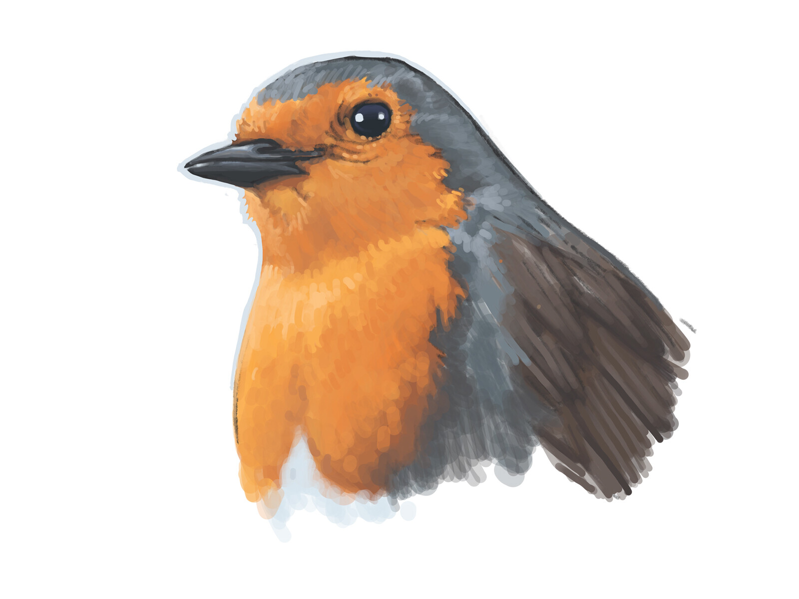 ArtStation - Robin bird Sketch