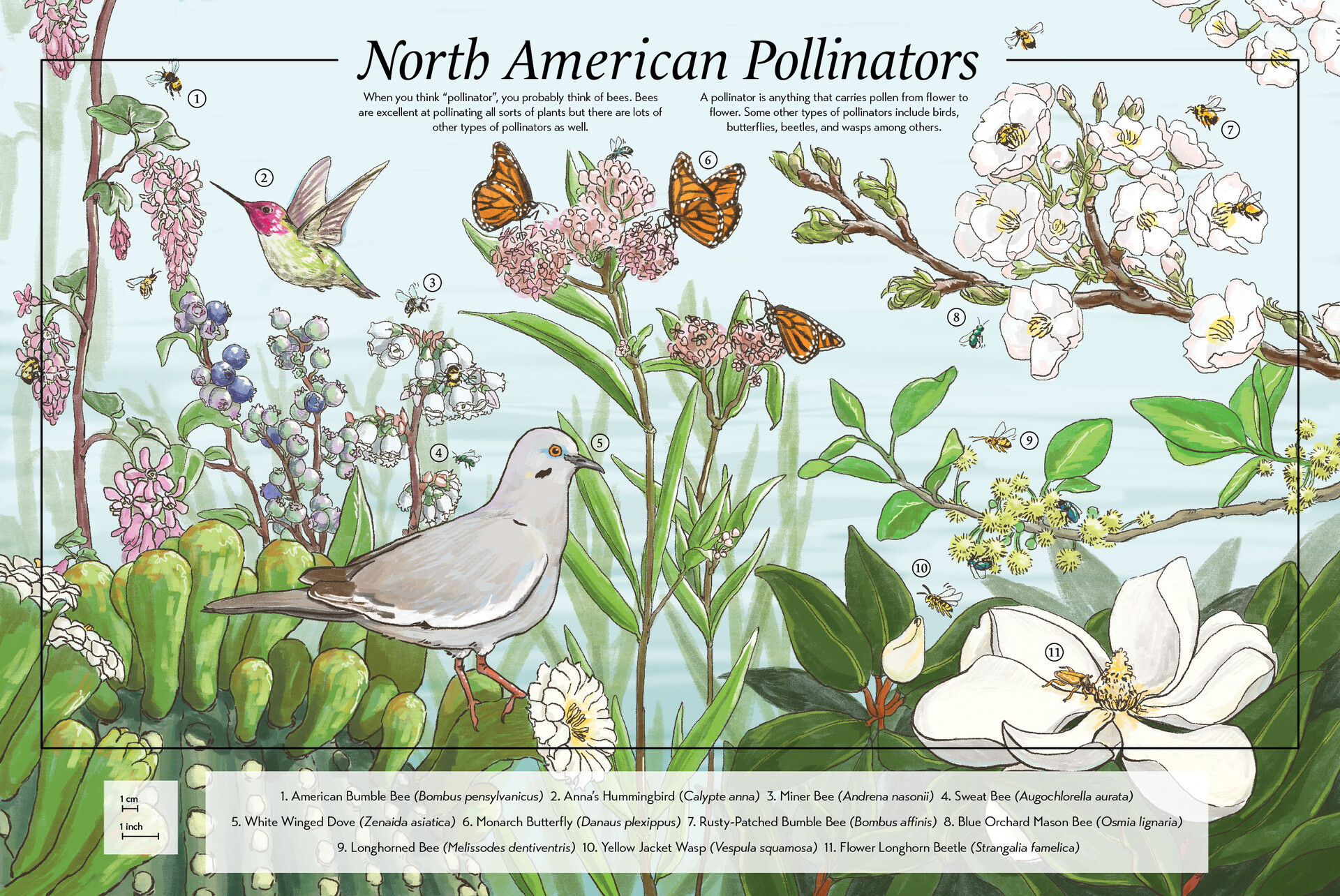 ArtStation - North American Pollinators
