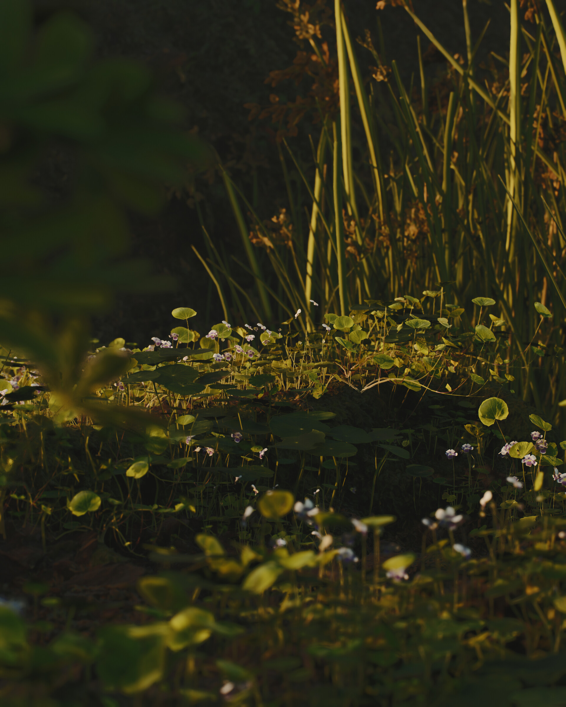 ArtStation - Small Natural Scene (UE5)