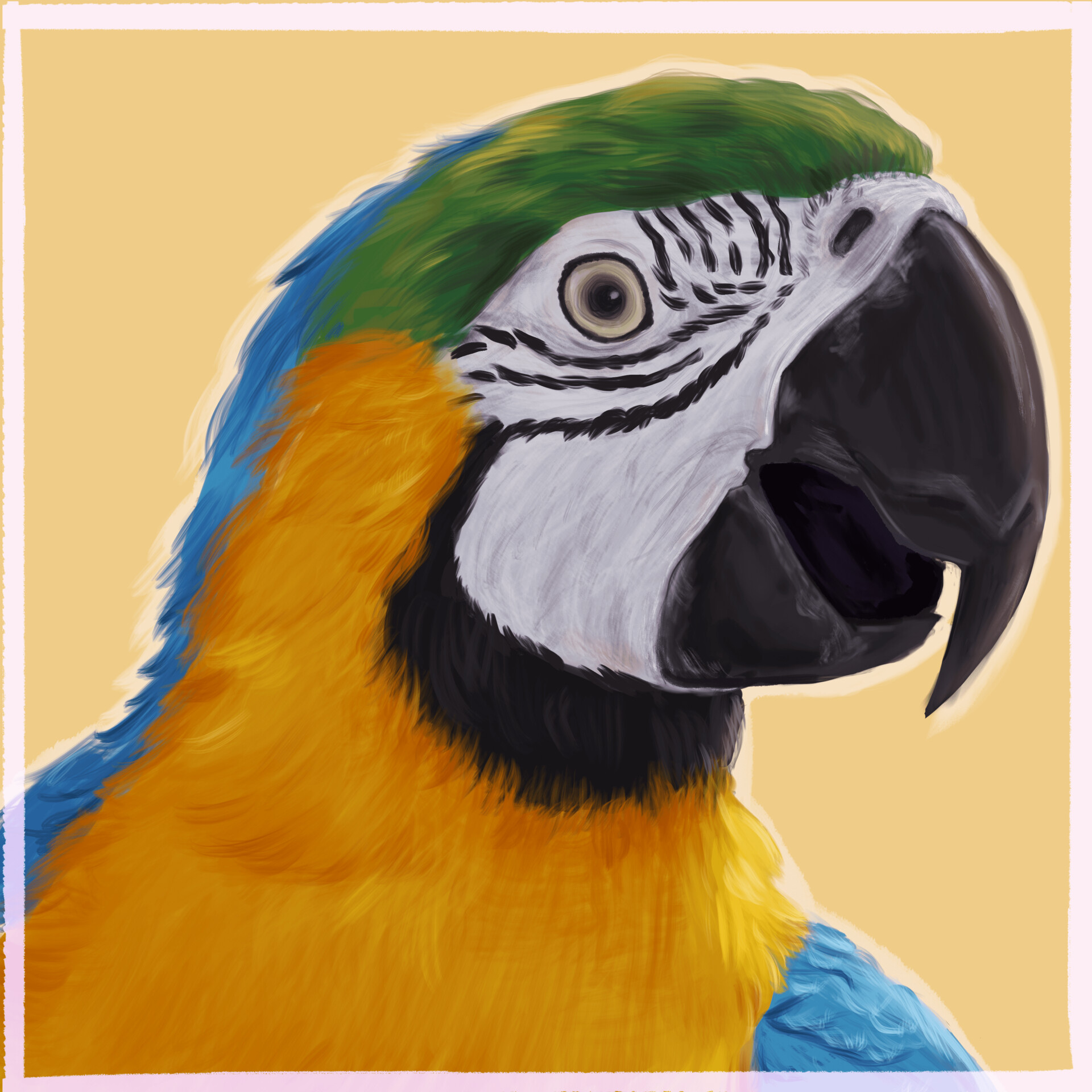 Macaw Face Paint