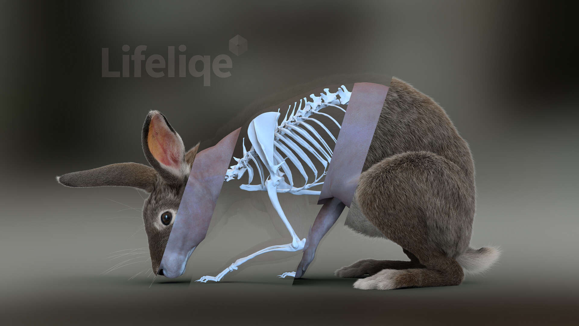 Roman Mrazek - Rabbit skeletal anatomy