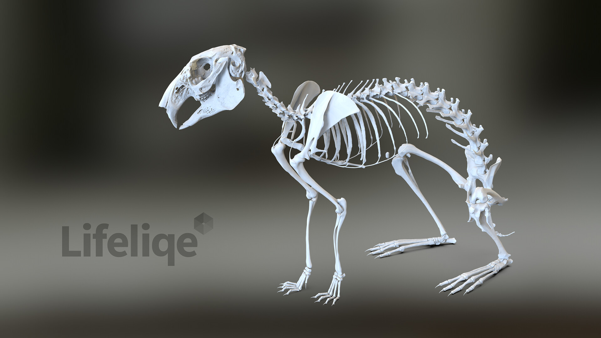 Roman Mrazek - Rabbit skeletal anatomy