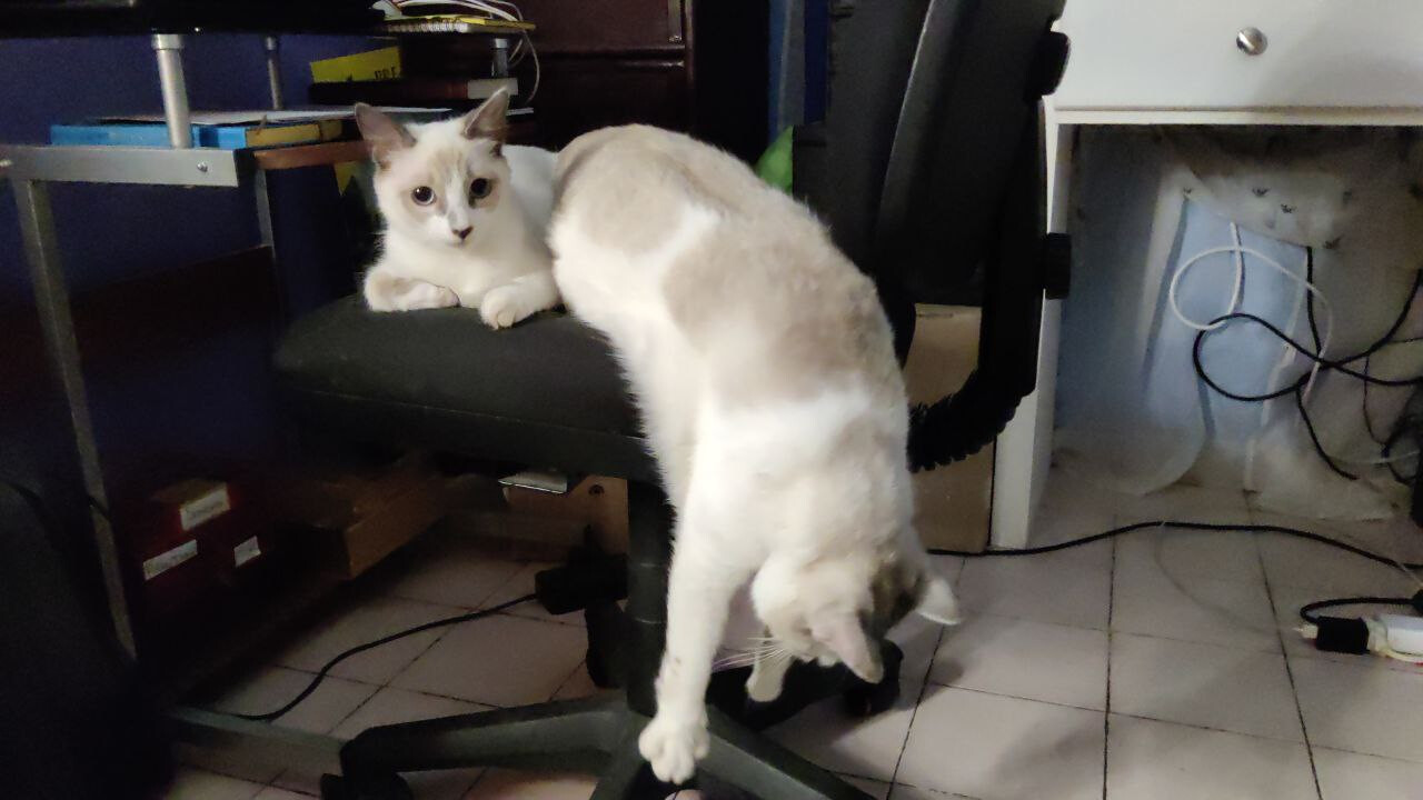 Javier Eliud Lizárraga Martín del Campo - Cats "Painting"