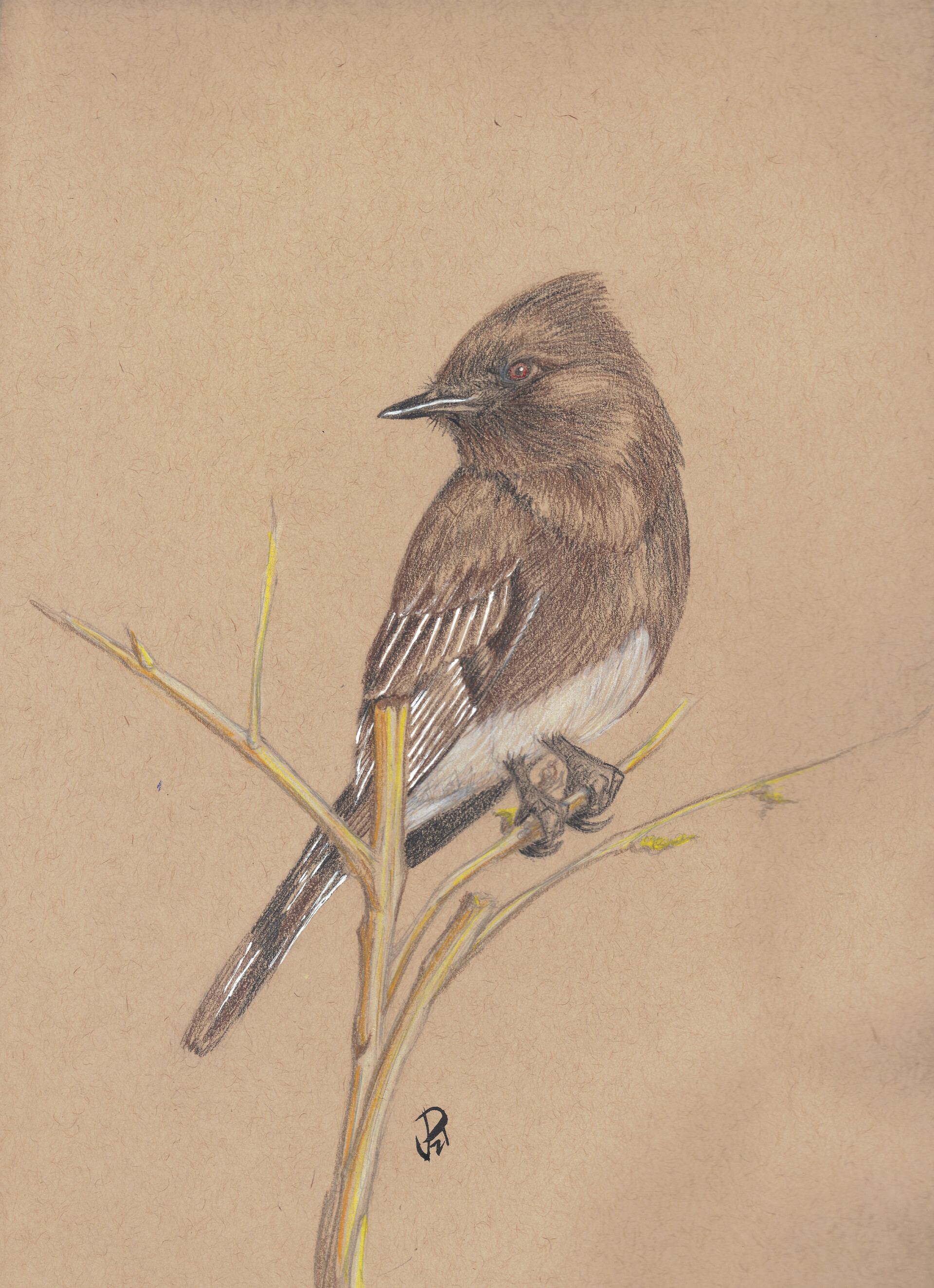 ArtStation - Black Phoebe