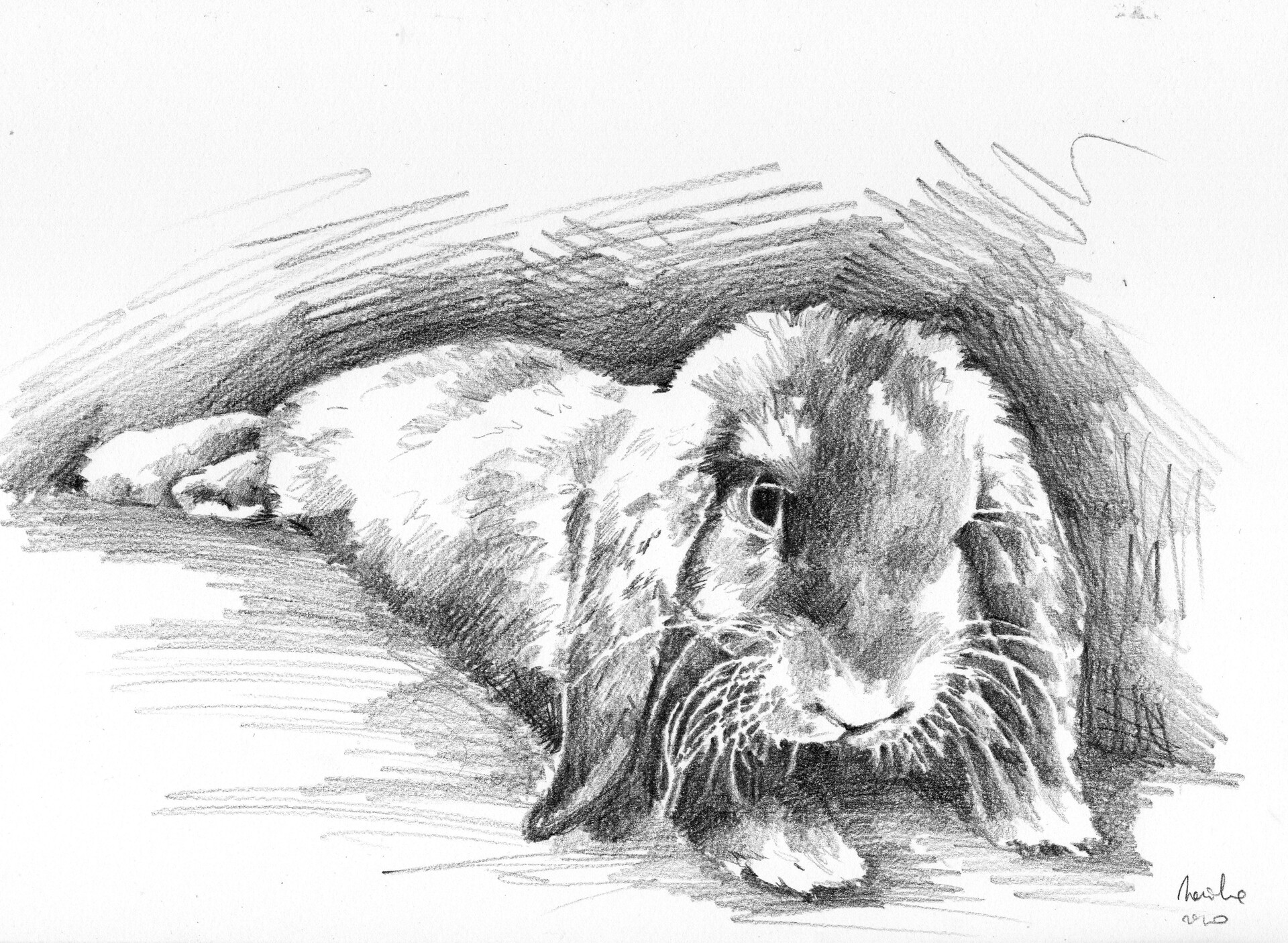 ArtStation - Bunny sketch