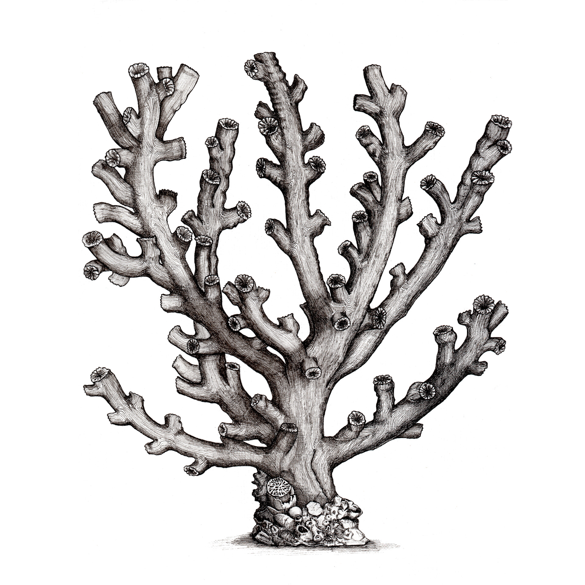 ArtStation - NATURAL FORMS - Coral