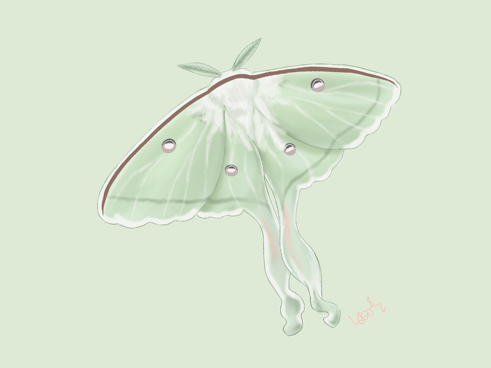 ArtStation - Actias selene (Indian moon moth)