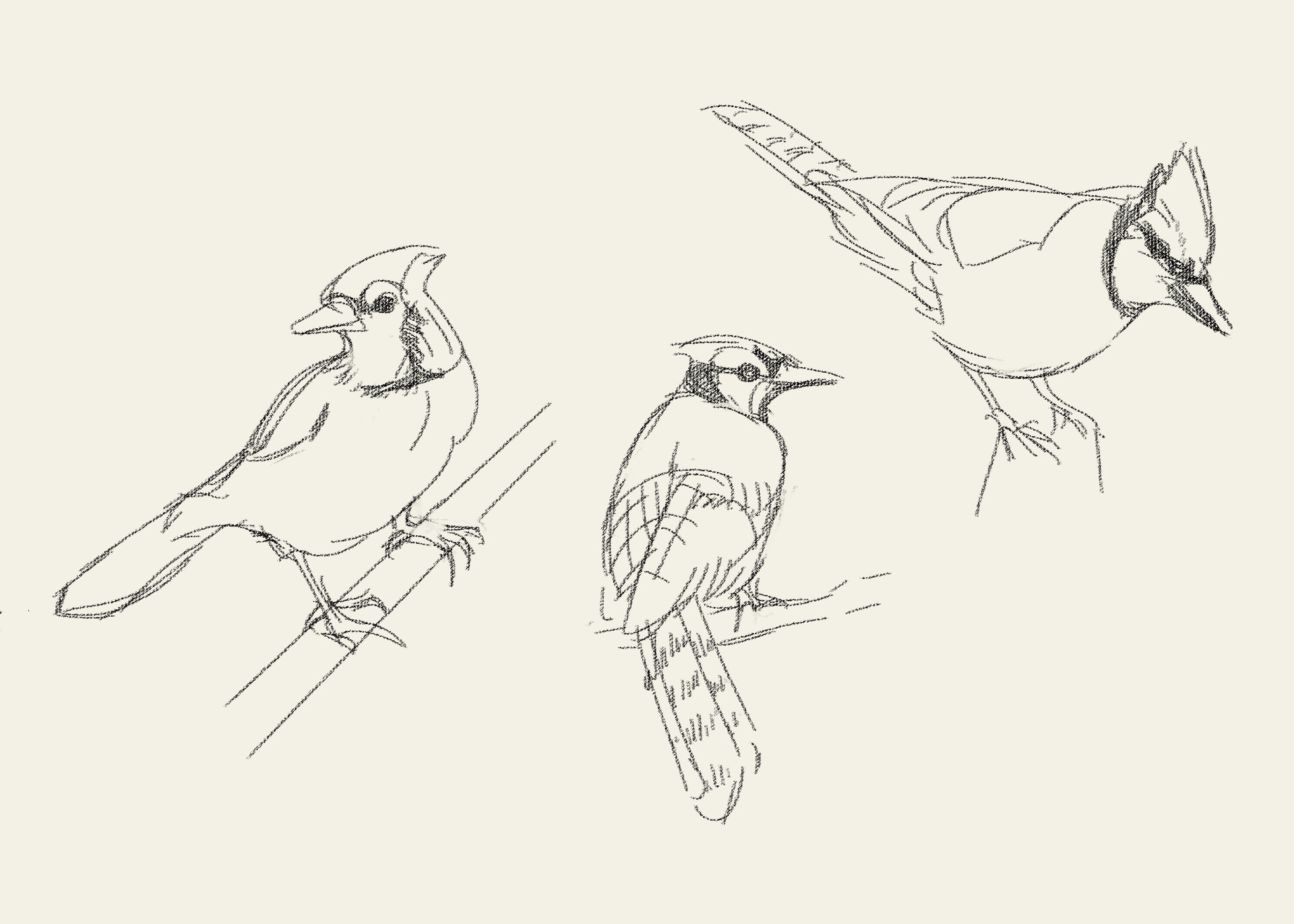 ArtStation - Jay Bird Sketches