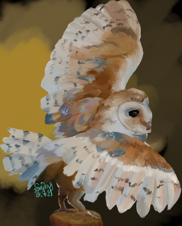 ArtStation - barn owl 2