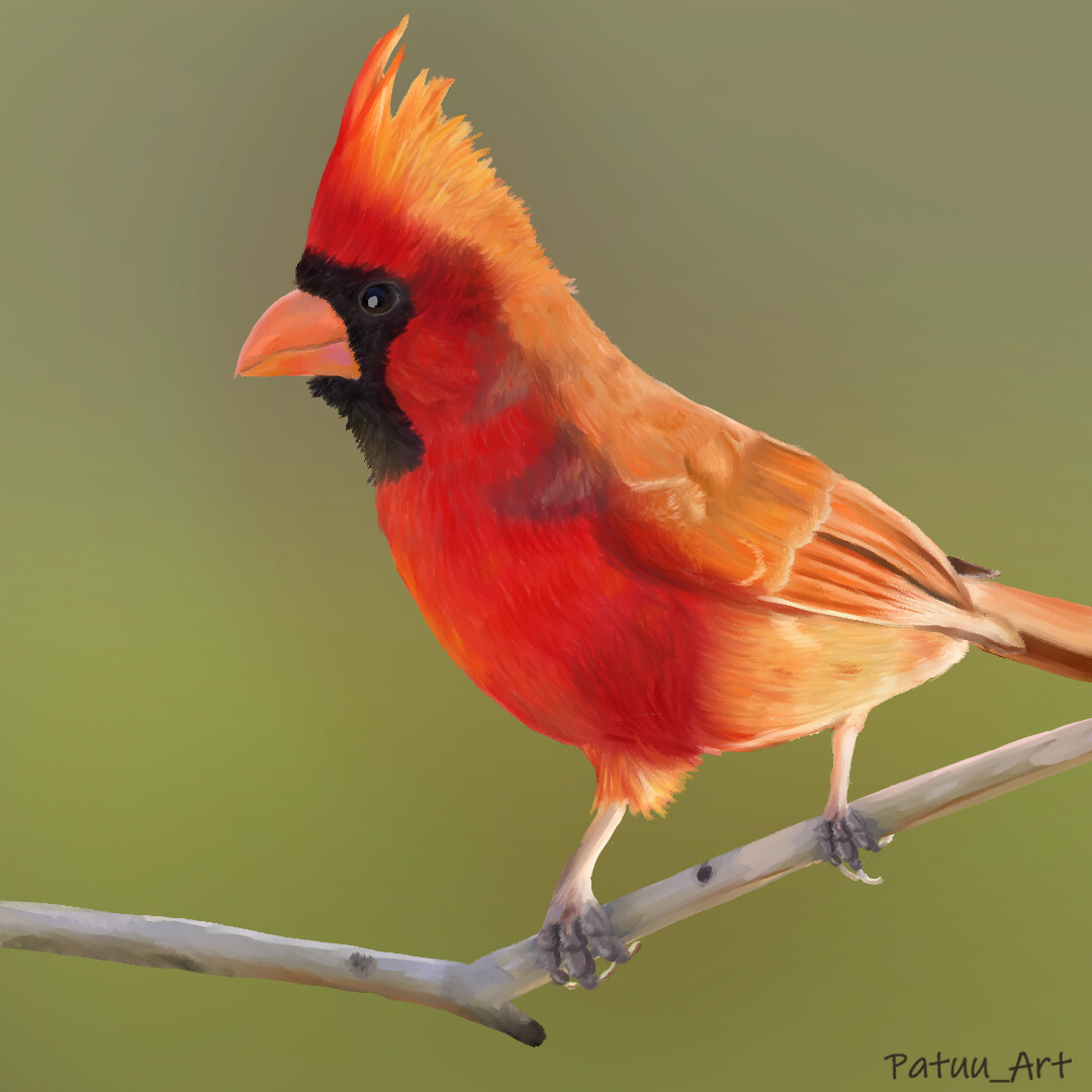 ArtStation - Cardinal
