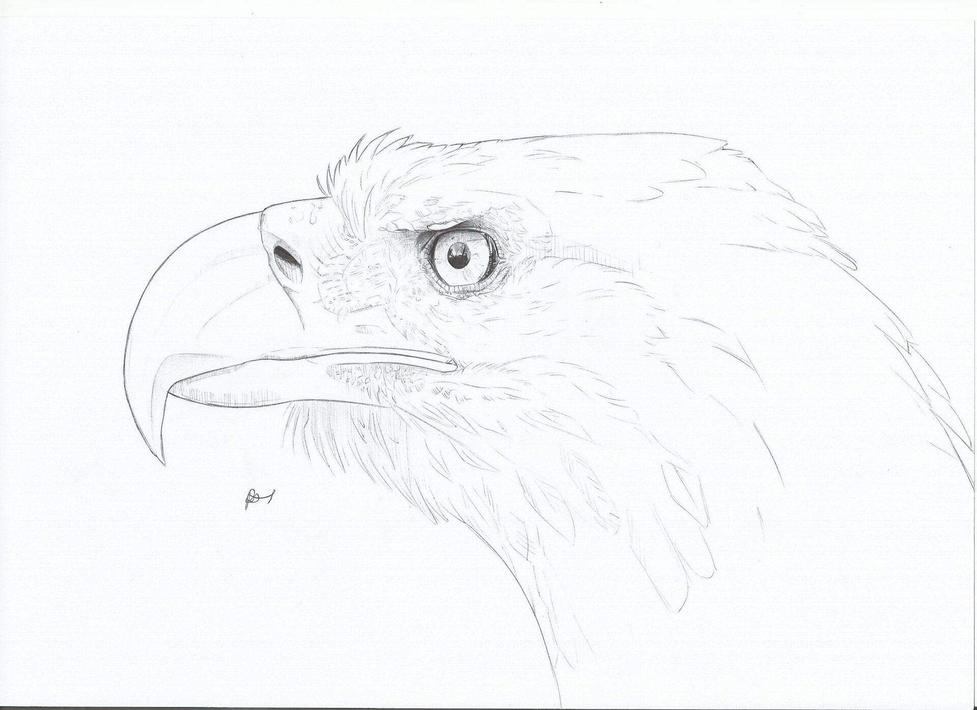Pencil Drawings Of Eagle Heads