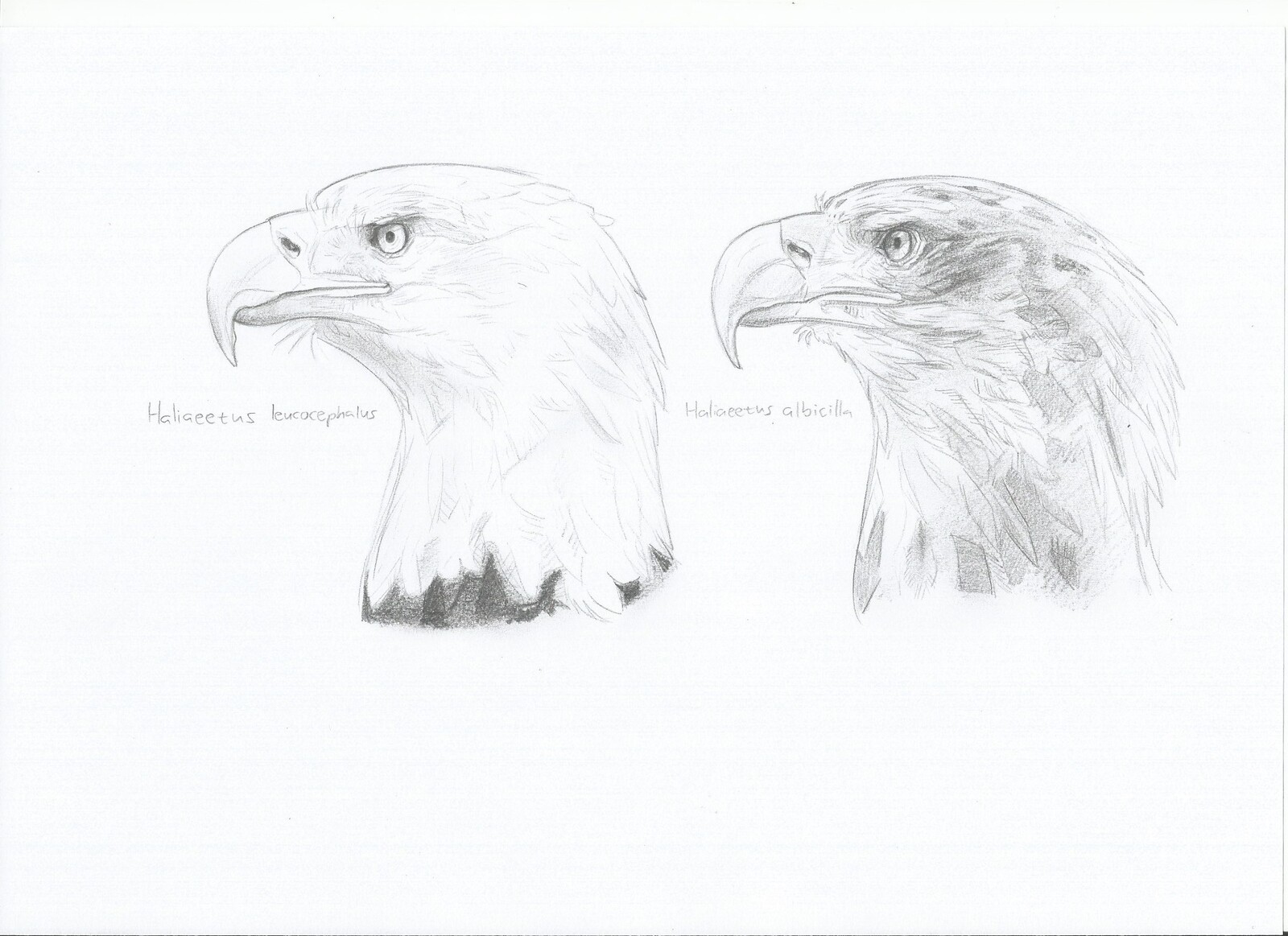 how to draw a realistic eagle head step by step