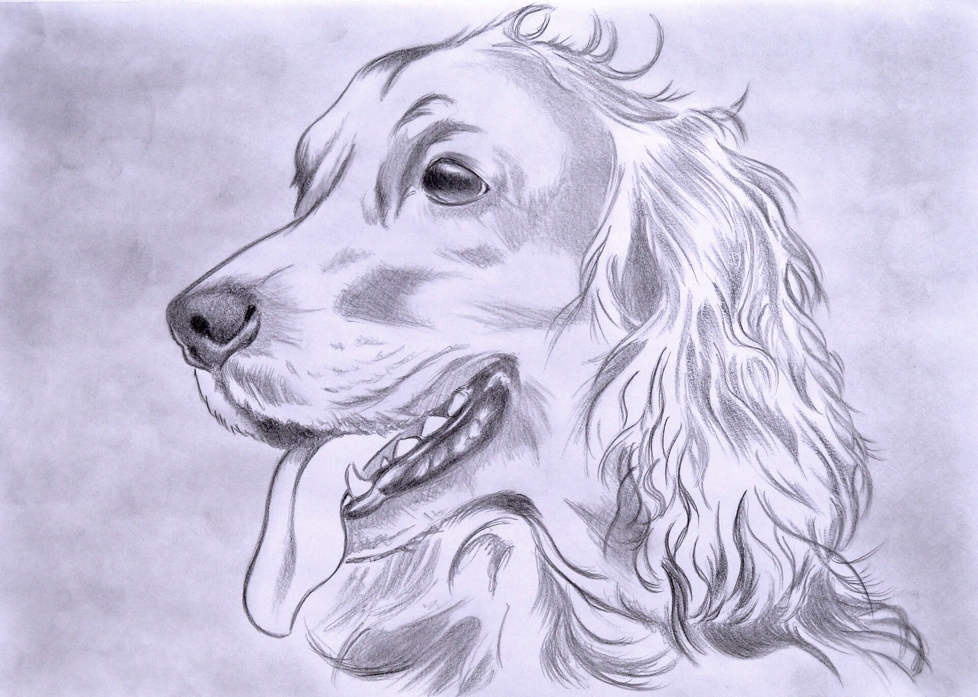 ArtStation - COCKER SPANIEL