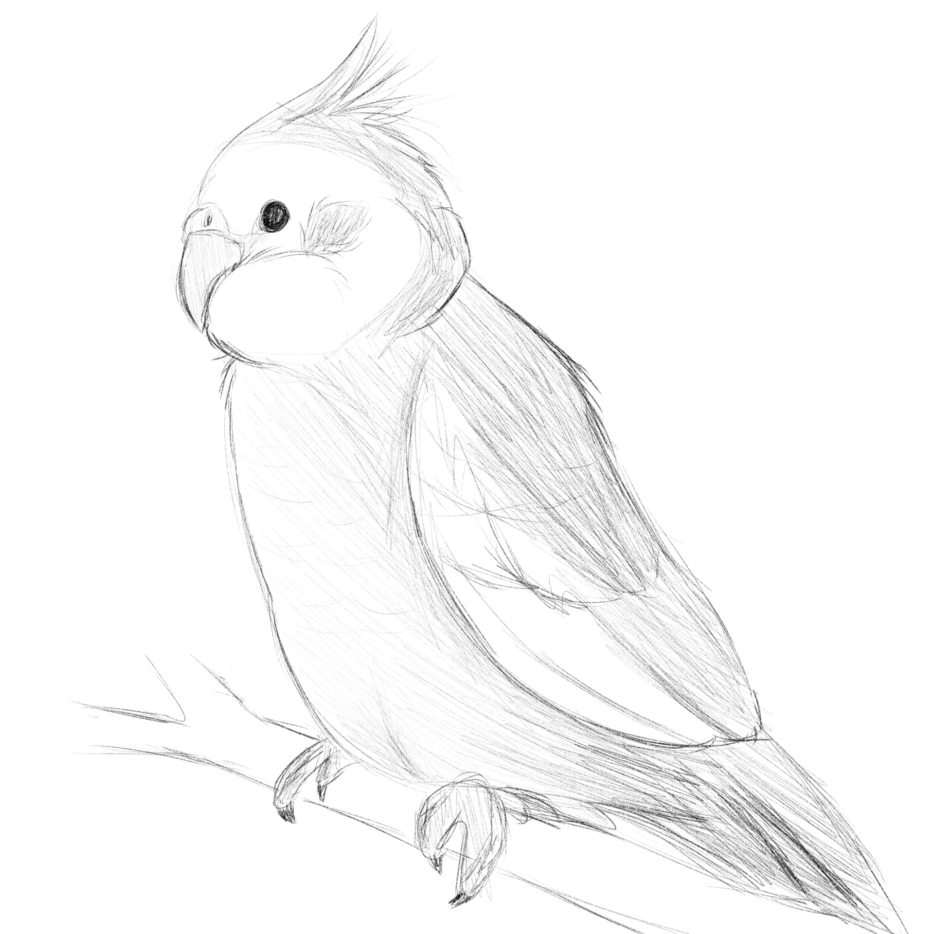 ArtStation - Cockatiel Sketch