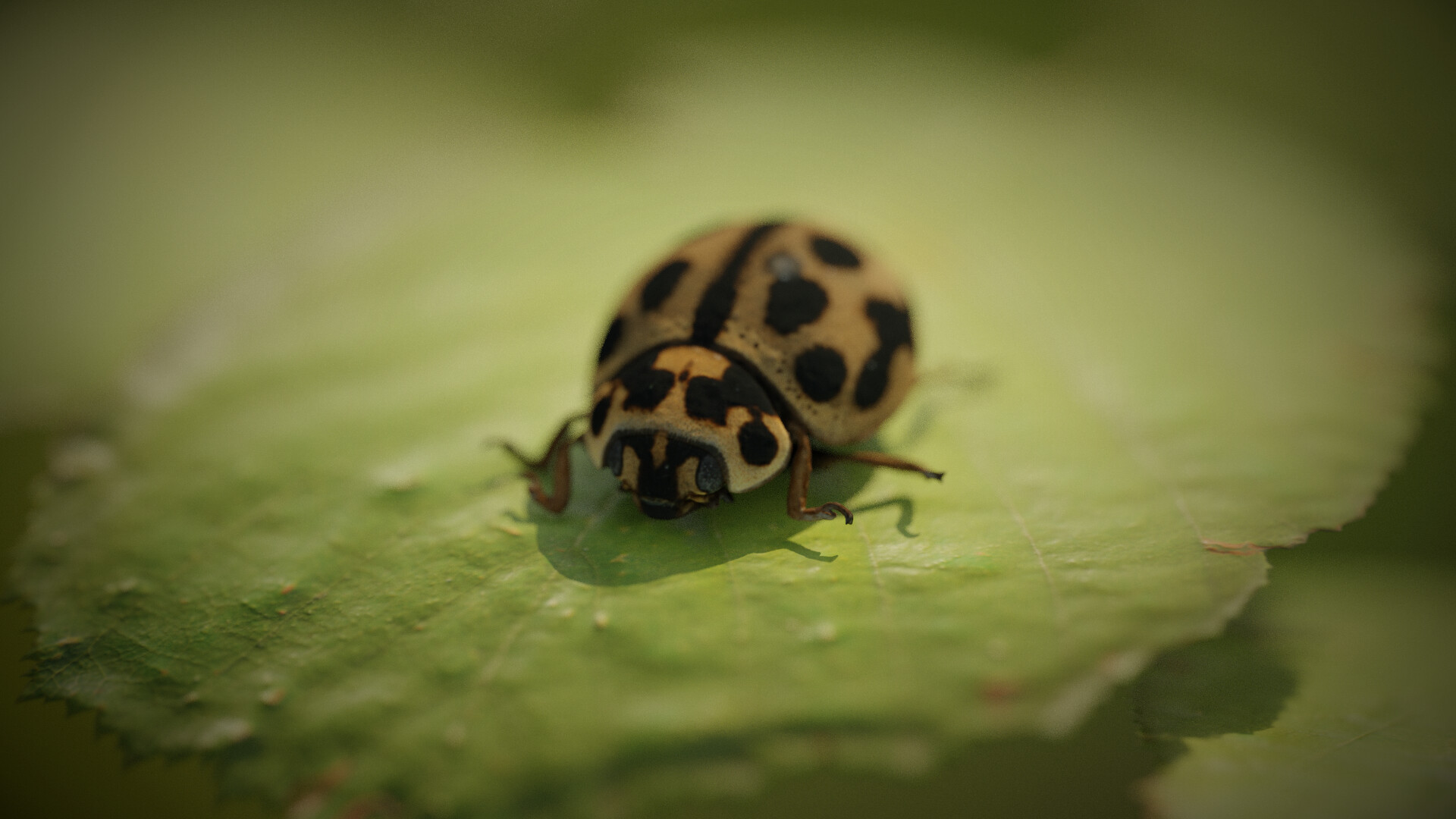ArtStation - Bug on Leaf