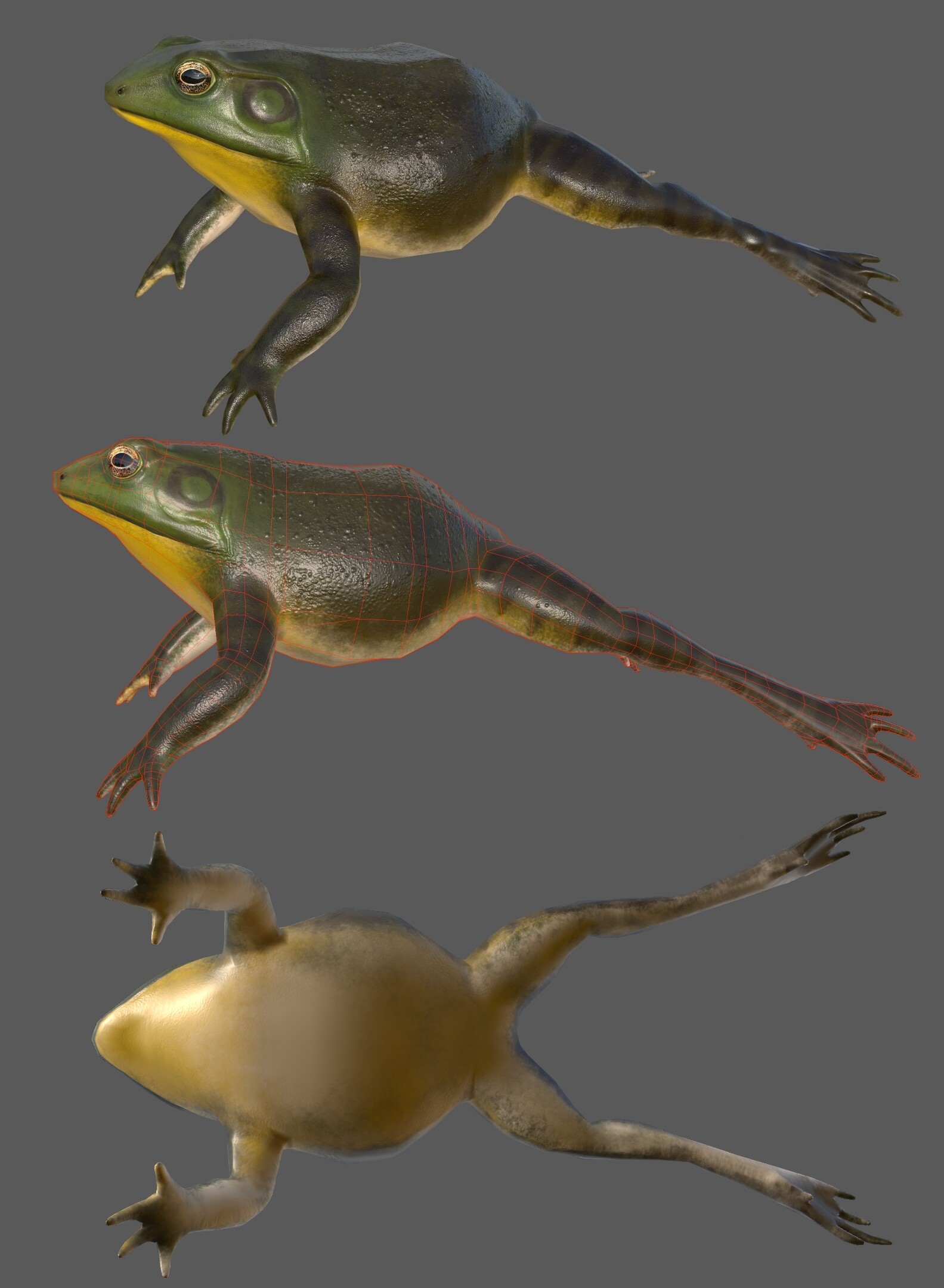 ArtStation - American Bullfrog