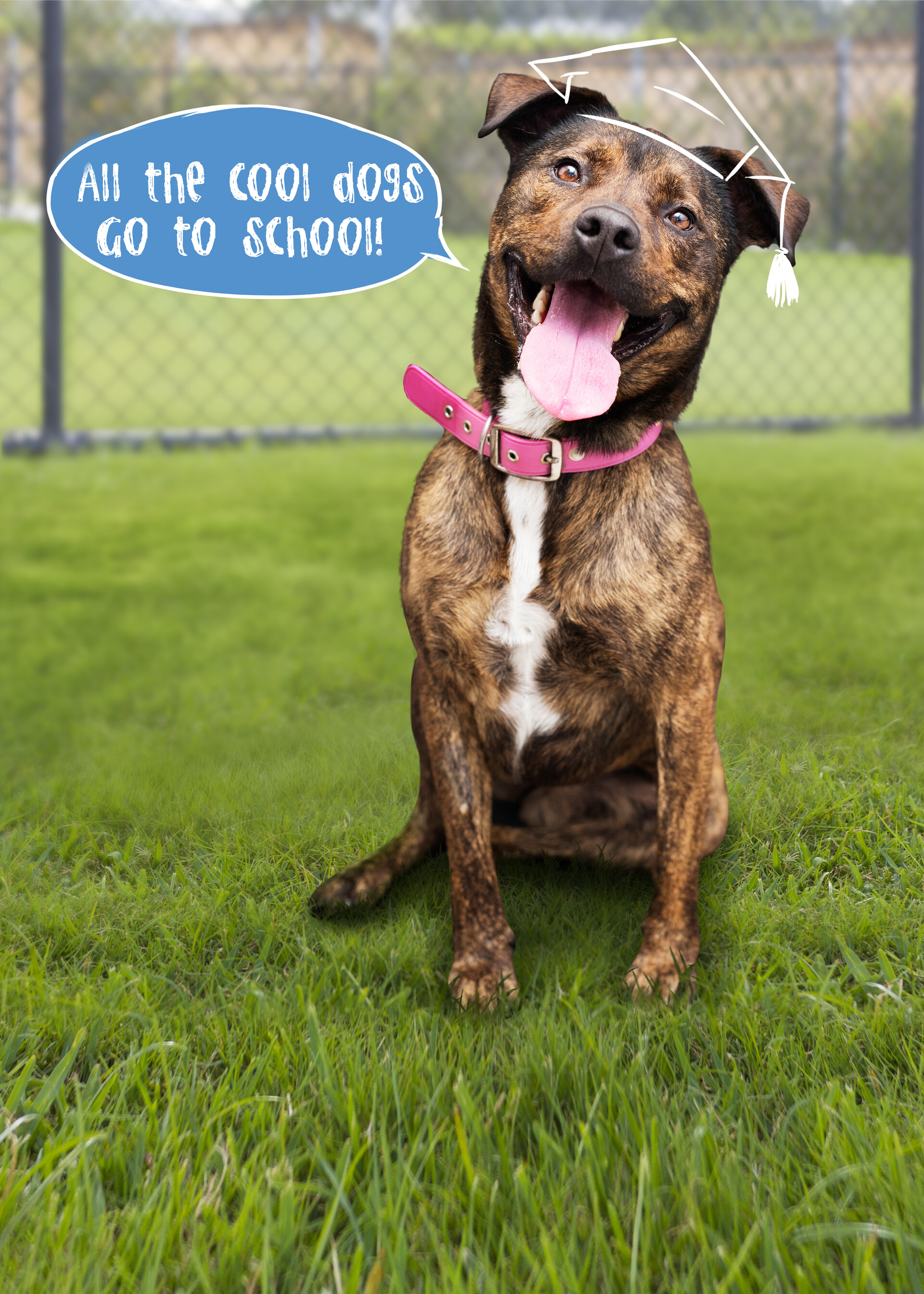 ArtStation - Popup pet designs and posters - RSPCA Australia