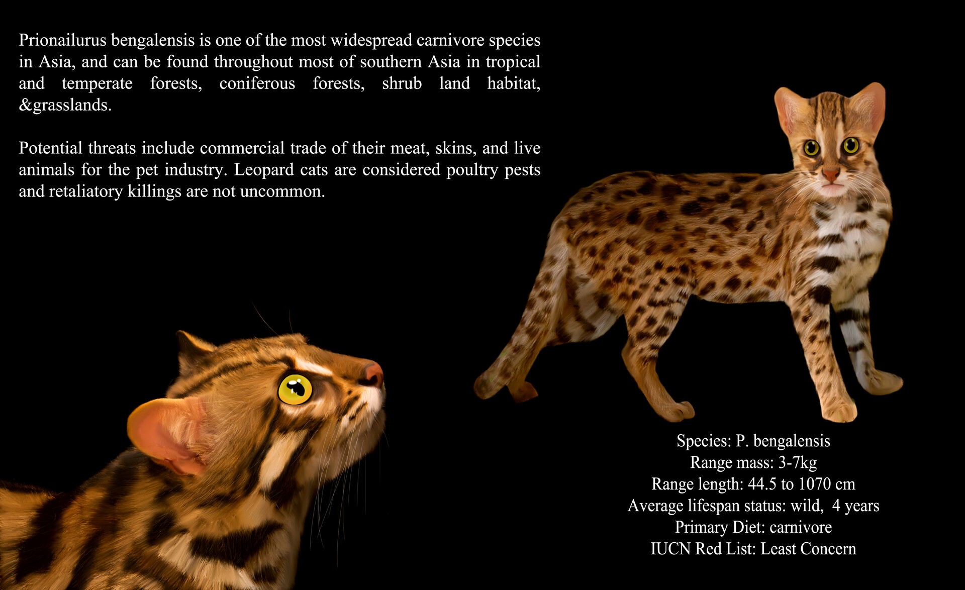 ArtStation - Leopard Cat