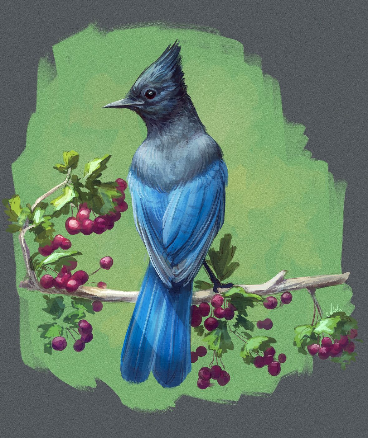 ArtStation - Blue Jay study