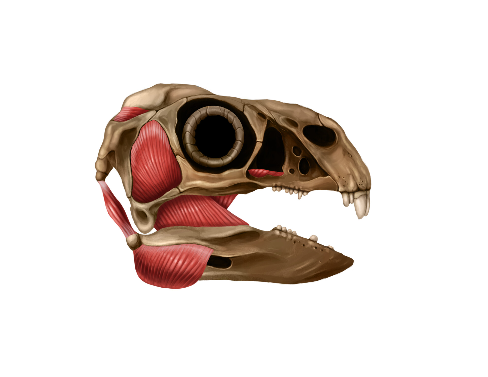 incisivosaurus skeleton