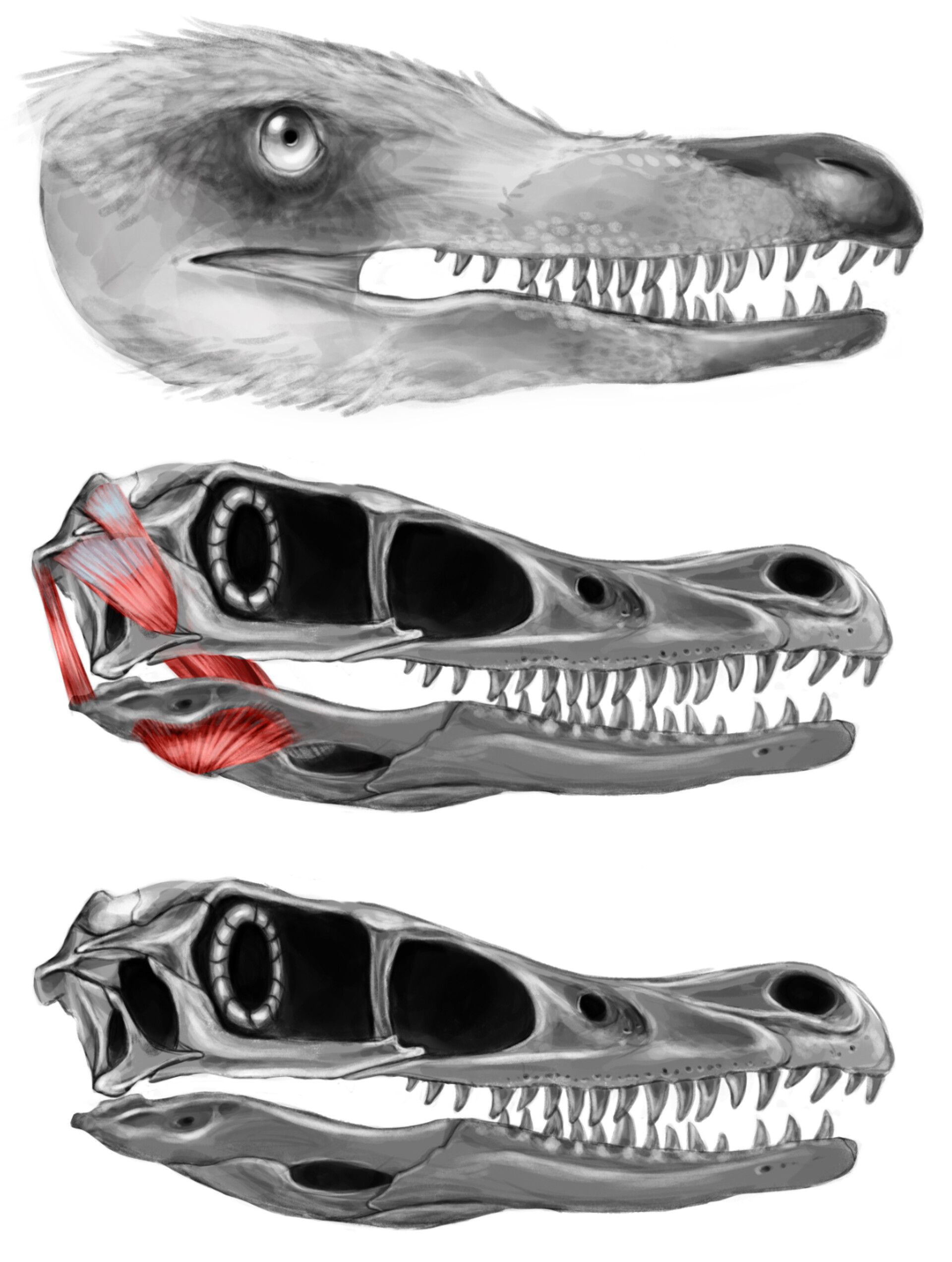 Dinosaur Skull Anatomy