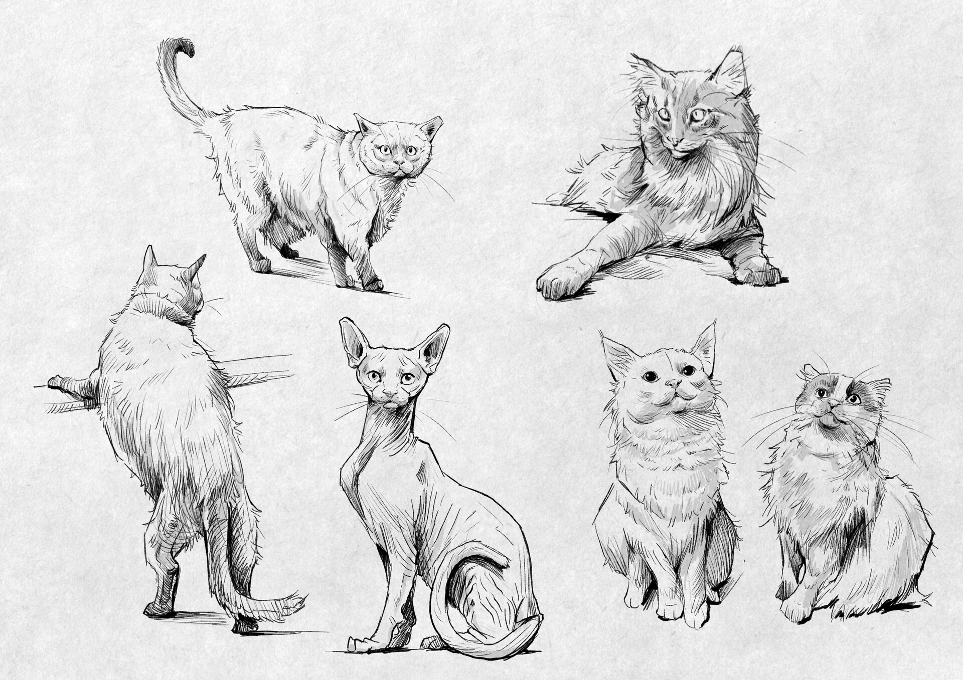 ArtStation - Cats