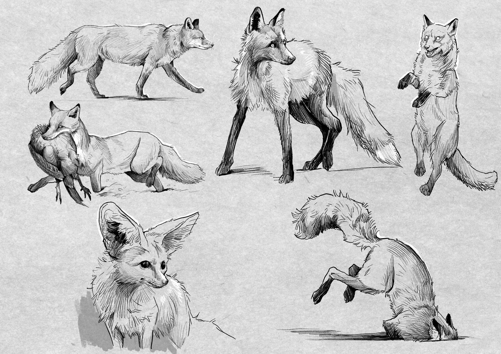 ArtStation - Foxes