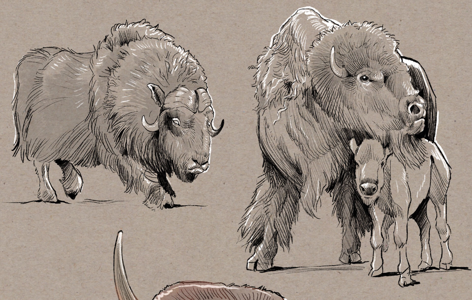 bison herd drawing