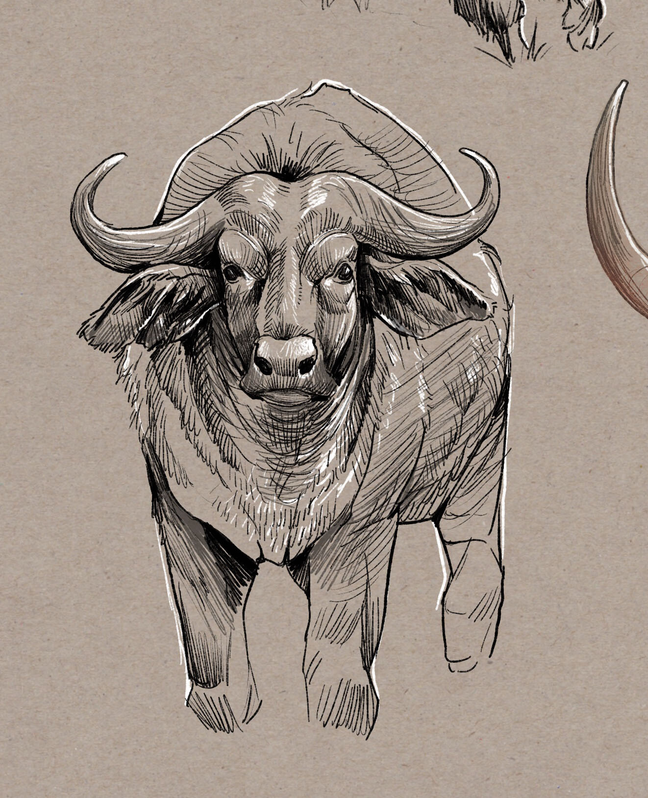 Water Buffalo Outline