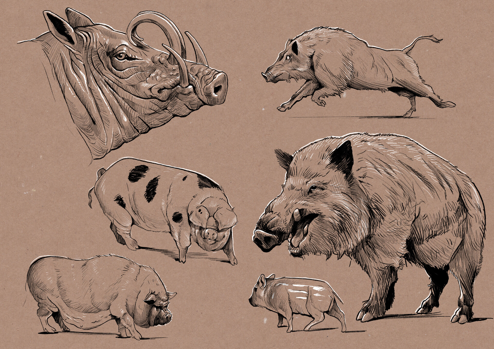ArtStation - Pigs and boars