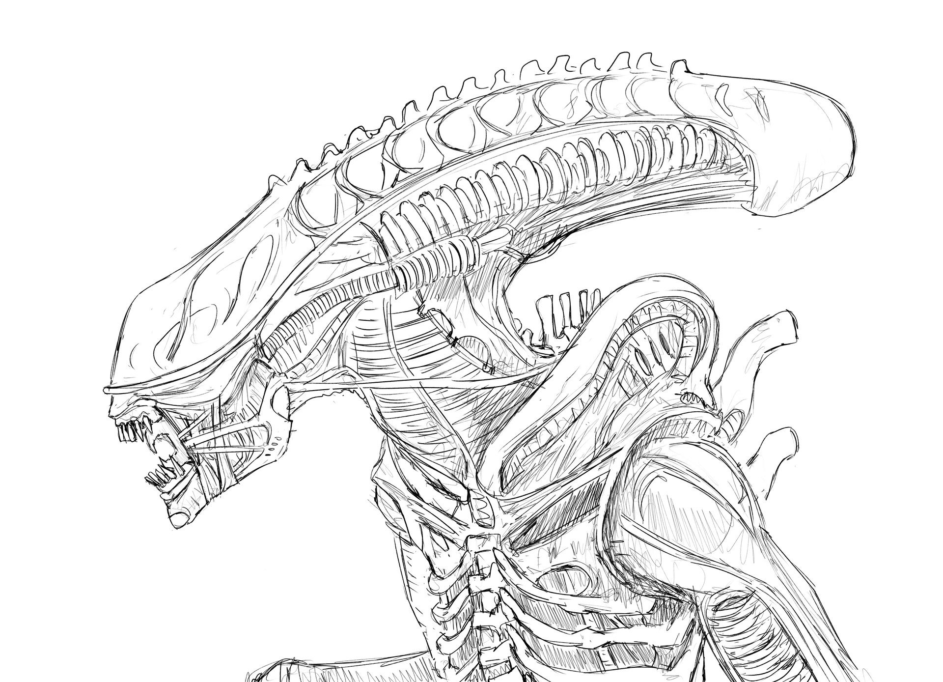 Xenomorph Warrior Drawing