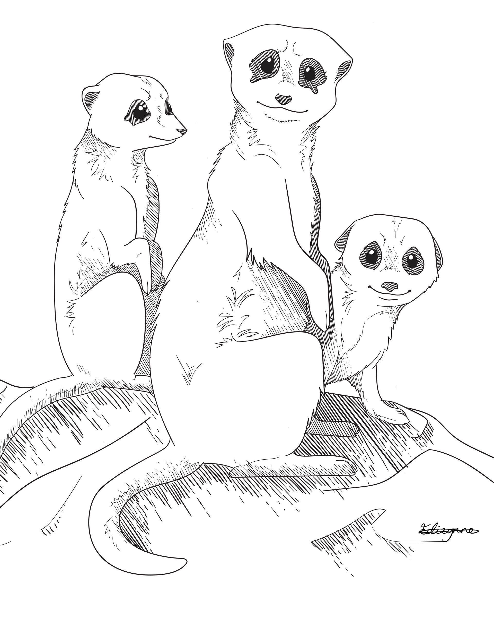 meerkat colouring pictures
