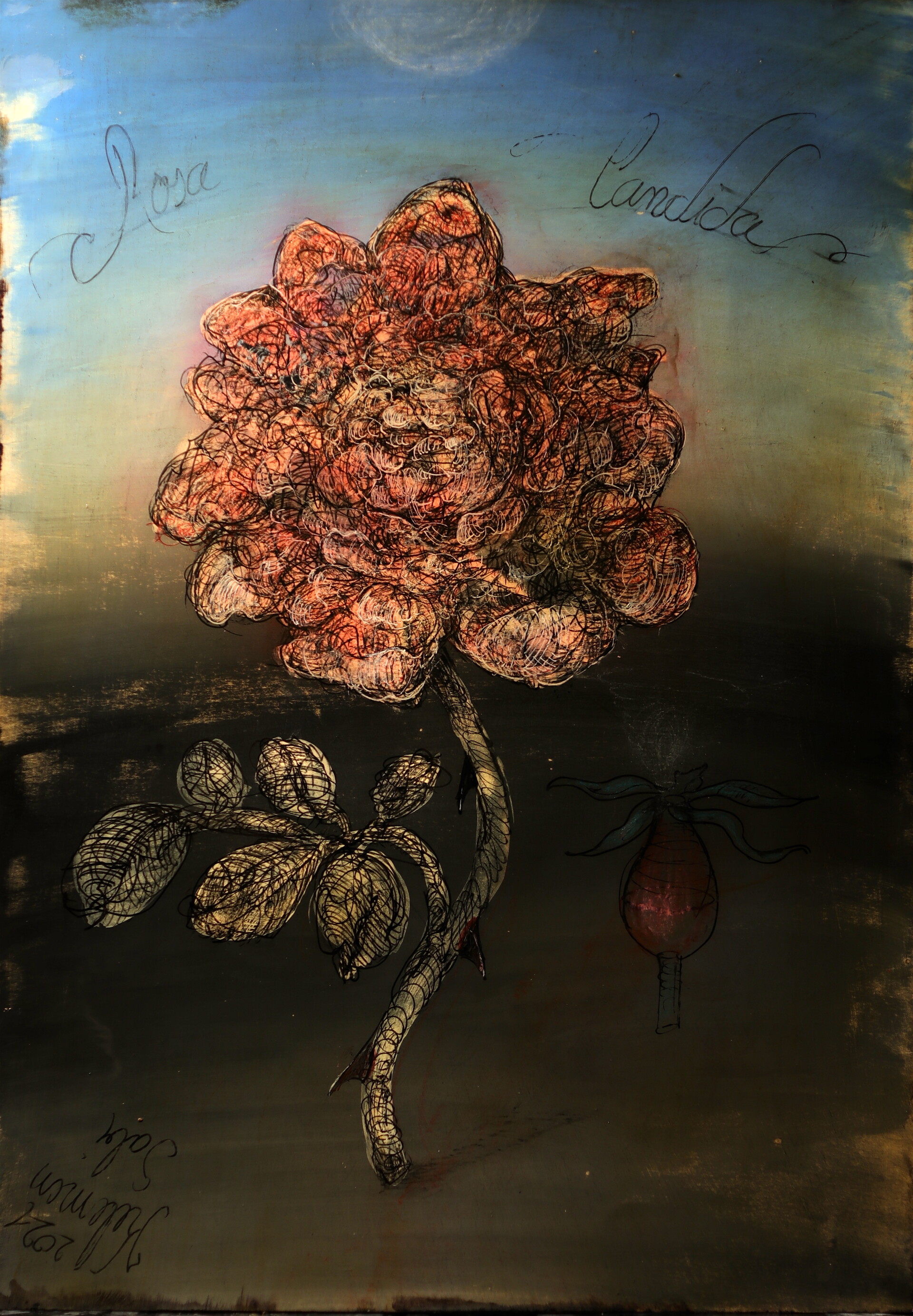 ArtStation - rosa candida