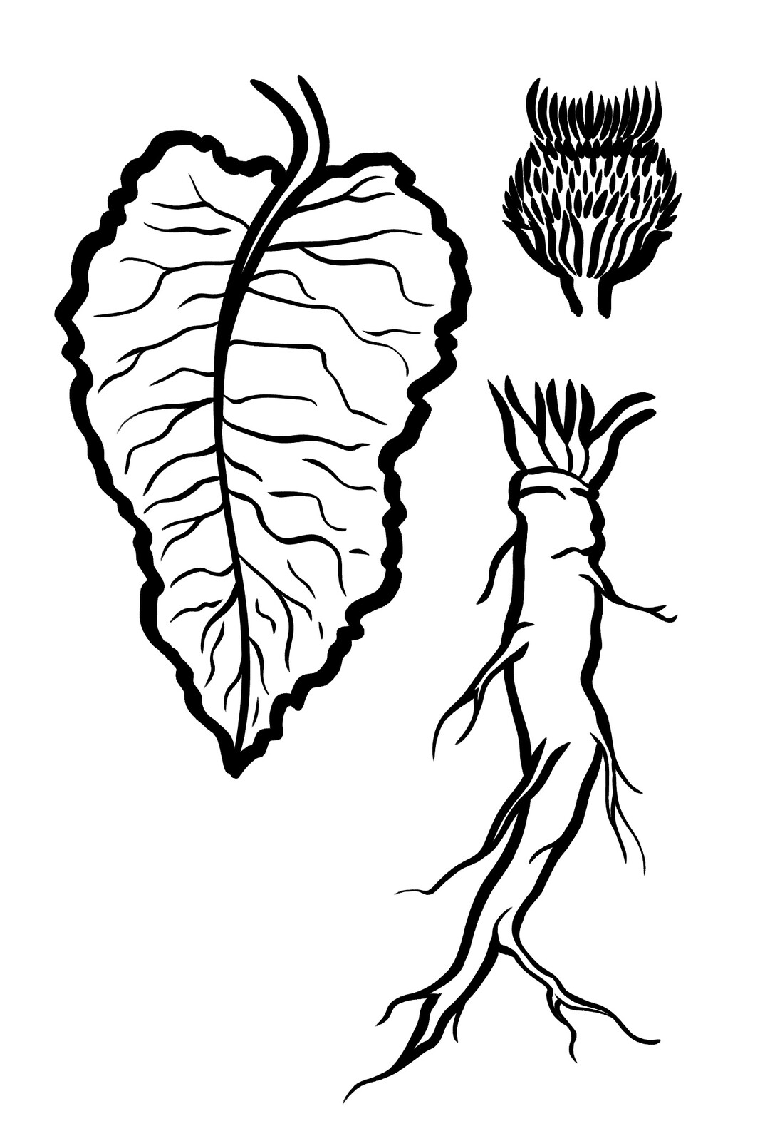 Brittney Annand - Dawnland Illustration Series