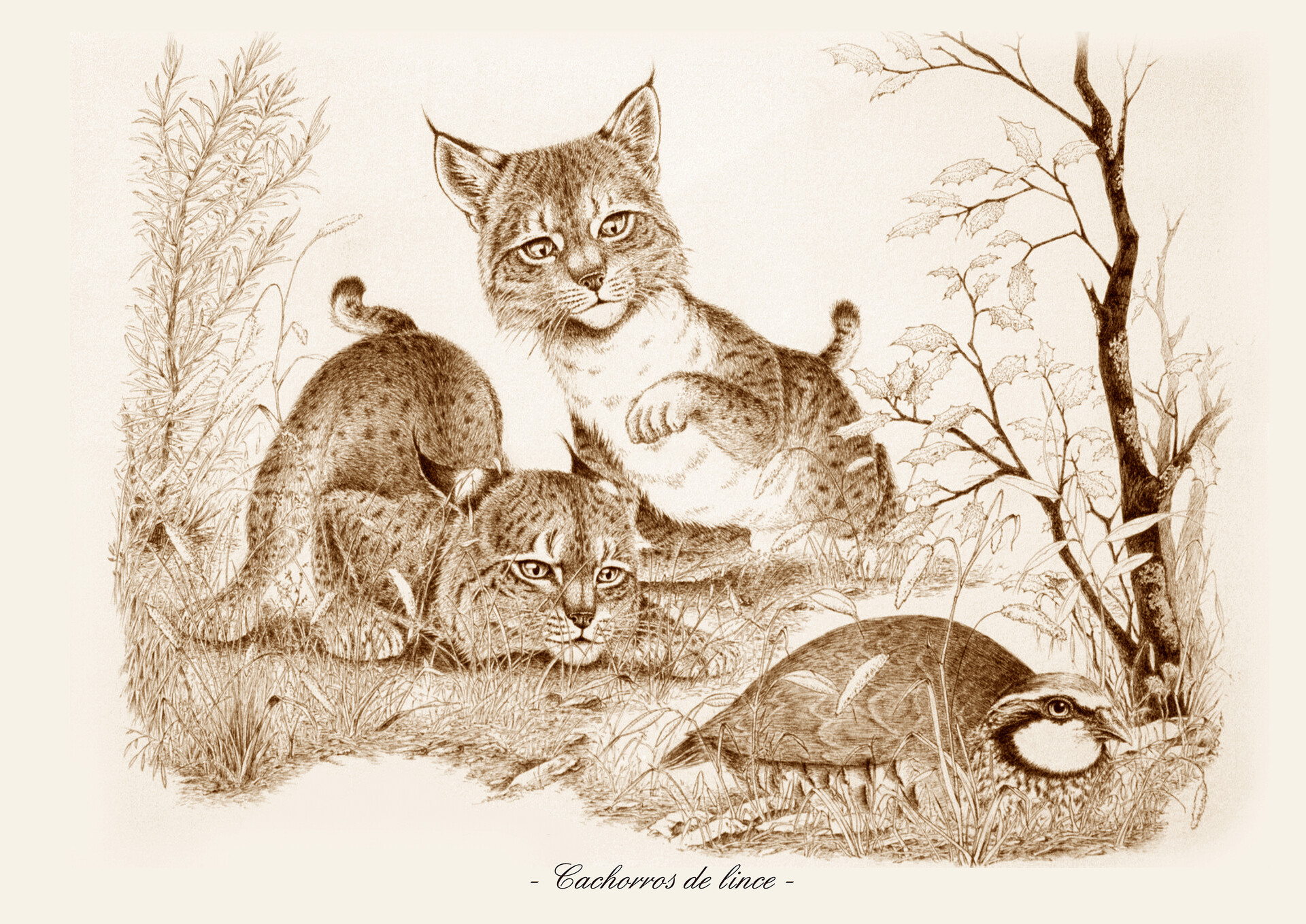 ArtStation - "Lynx cubs learning to hunt"