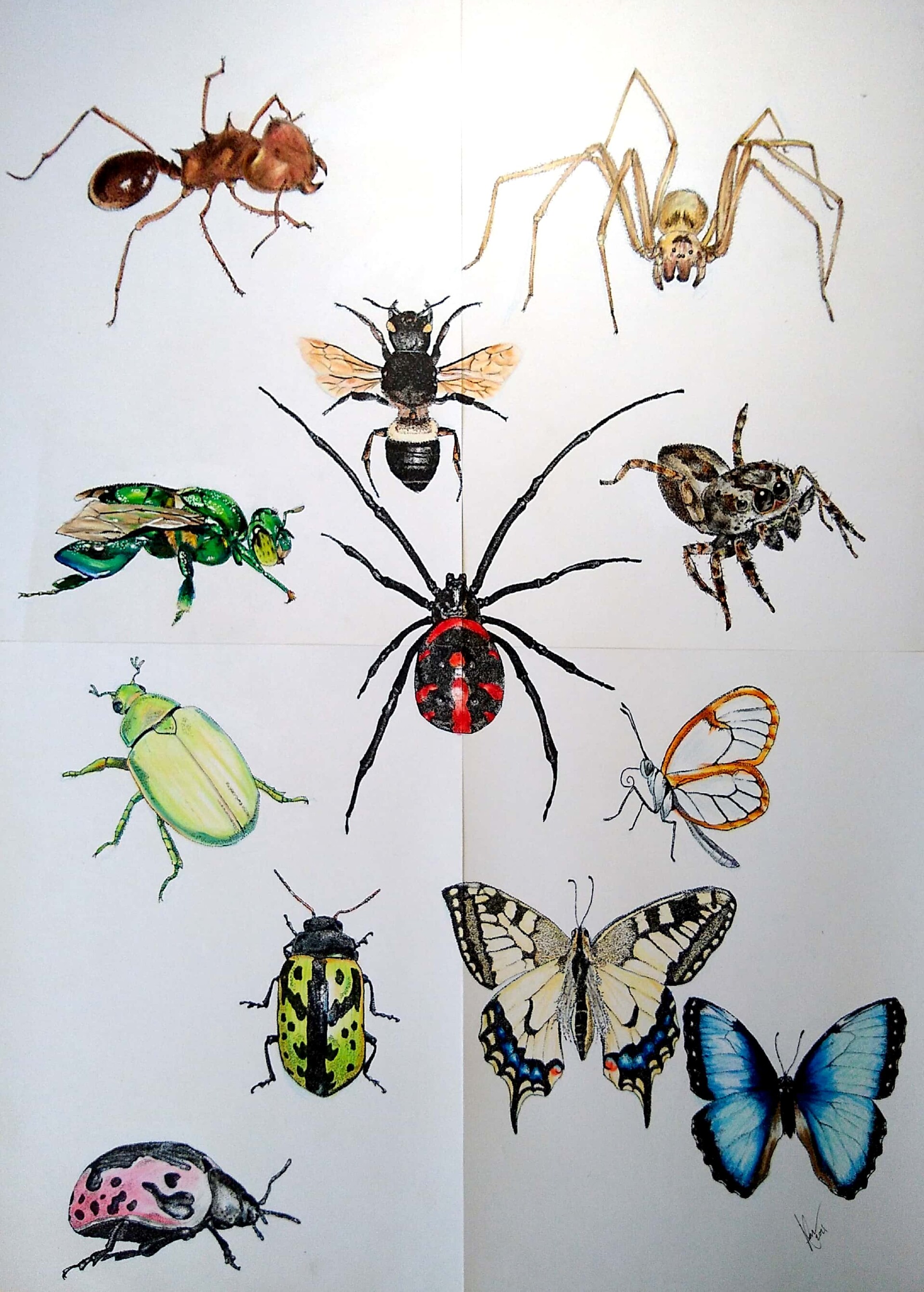 ArtStation - Arthropoda