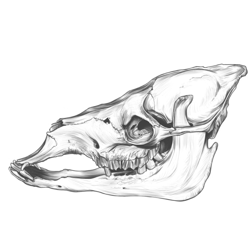 ArtStation - Camelus SKULL Drawing.