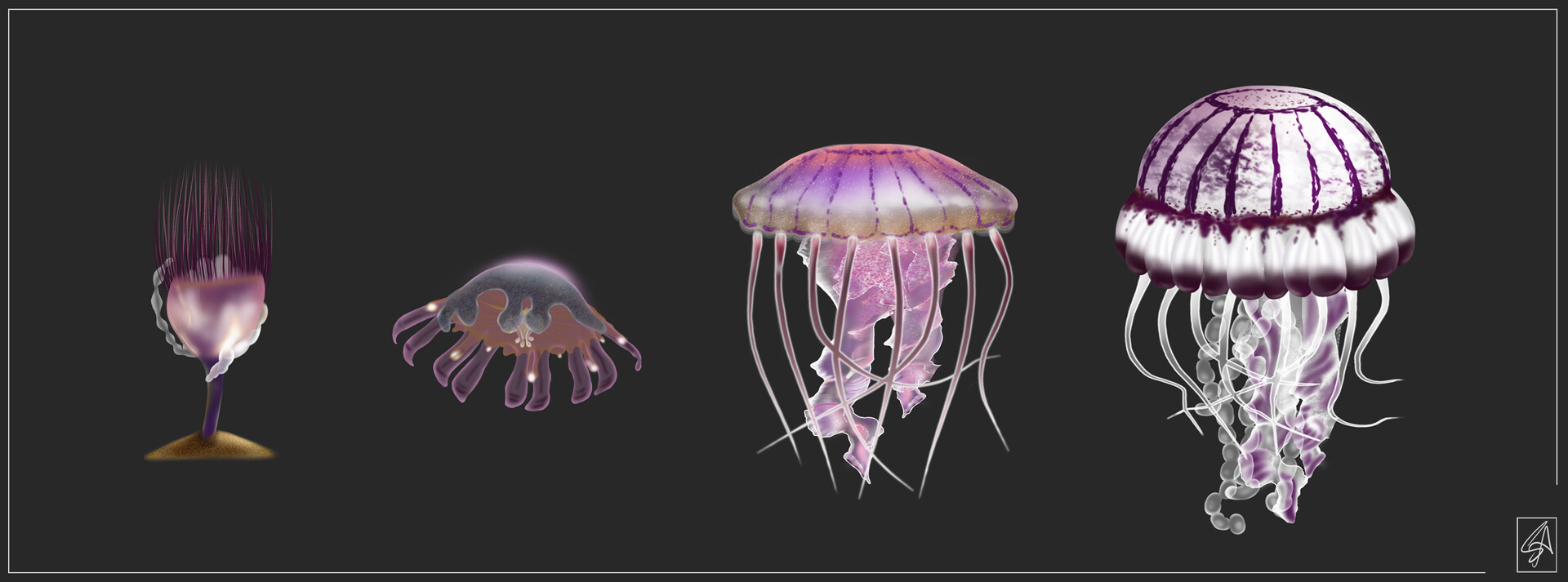 Purple Striped Jellyfish Life Cycle