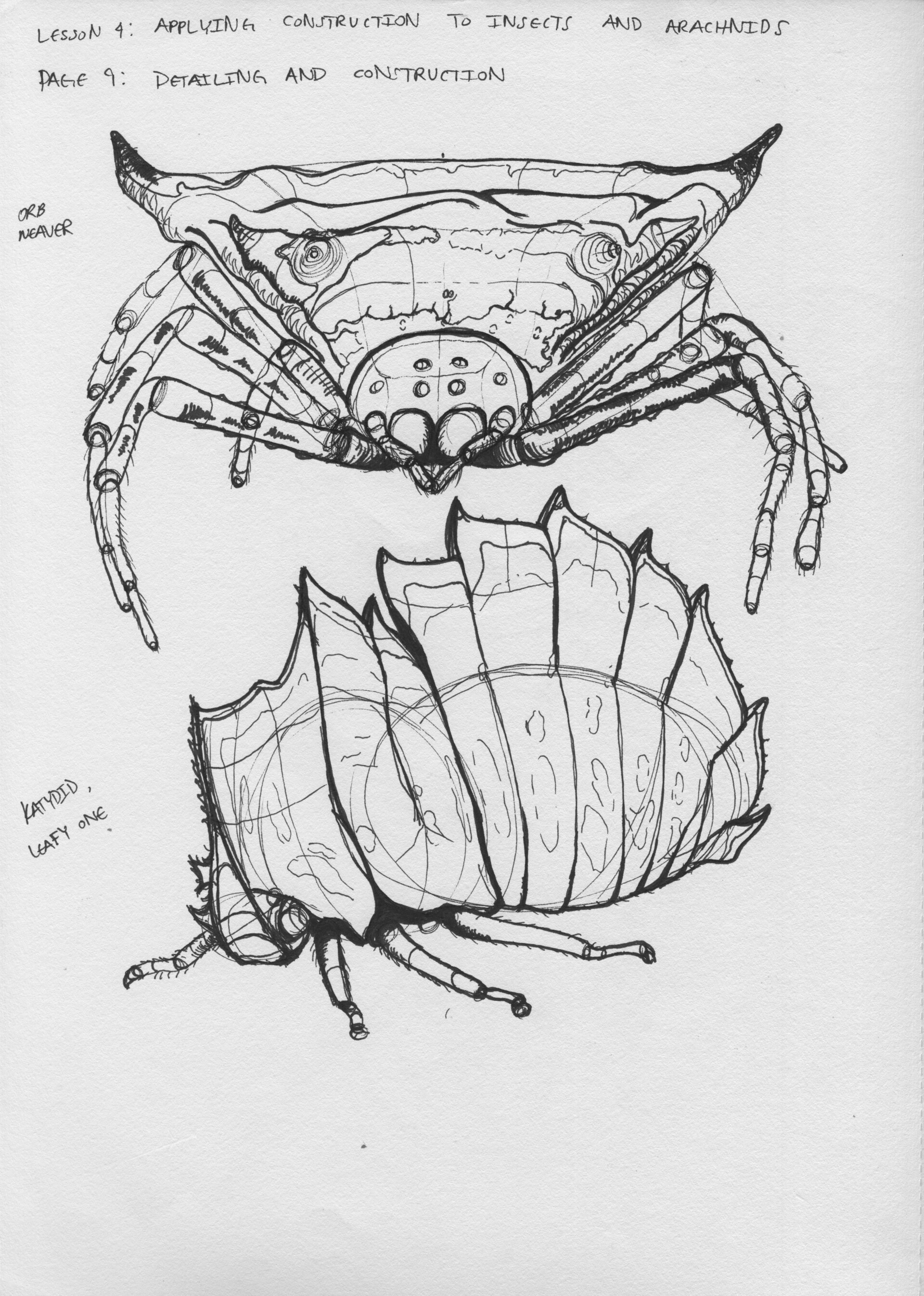ArtStation - Insect Sketches