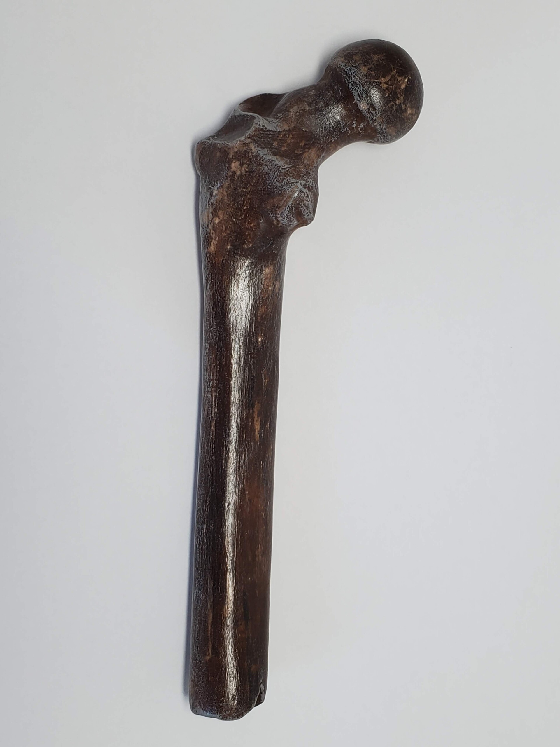 Femur Orrorin Tugenensis Orrorin Tugenensis | The Smithsonian
