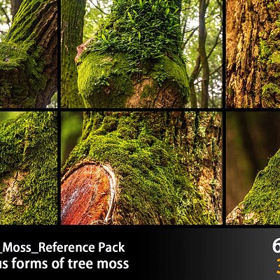 pig jio - Reference Photos