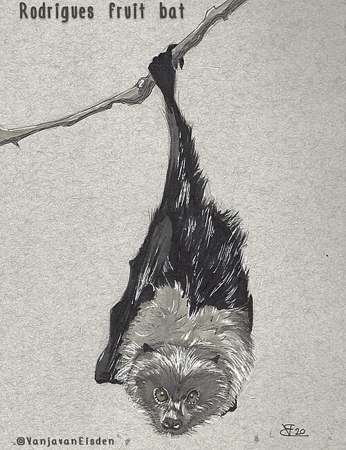 Vanja van Eisden - De Rooie Heks - Animals from Chester Zoo in ink