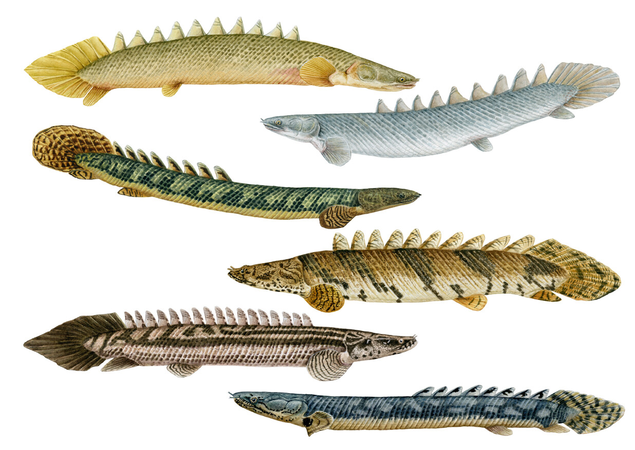 Dorian NOEL - Bichir Handbook