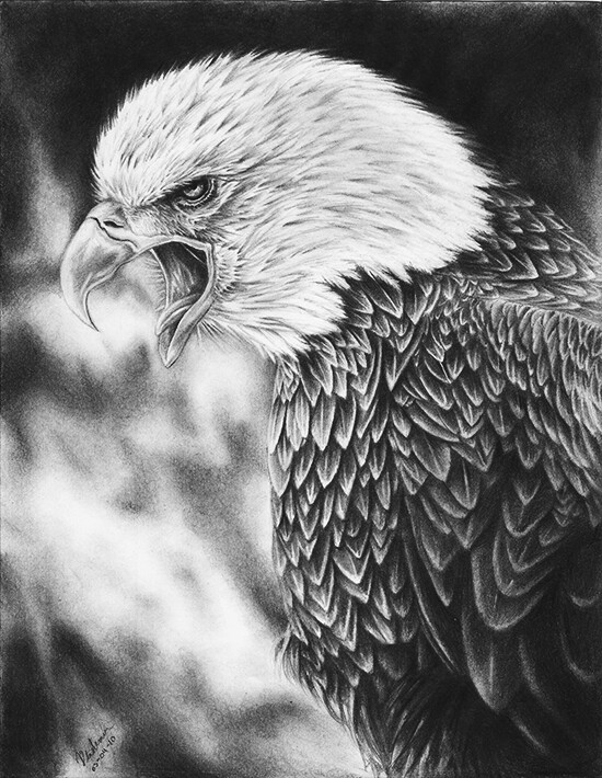 Ernesto Palma - Screaming Eagle Drawing