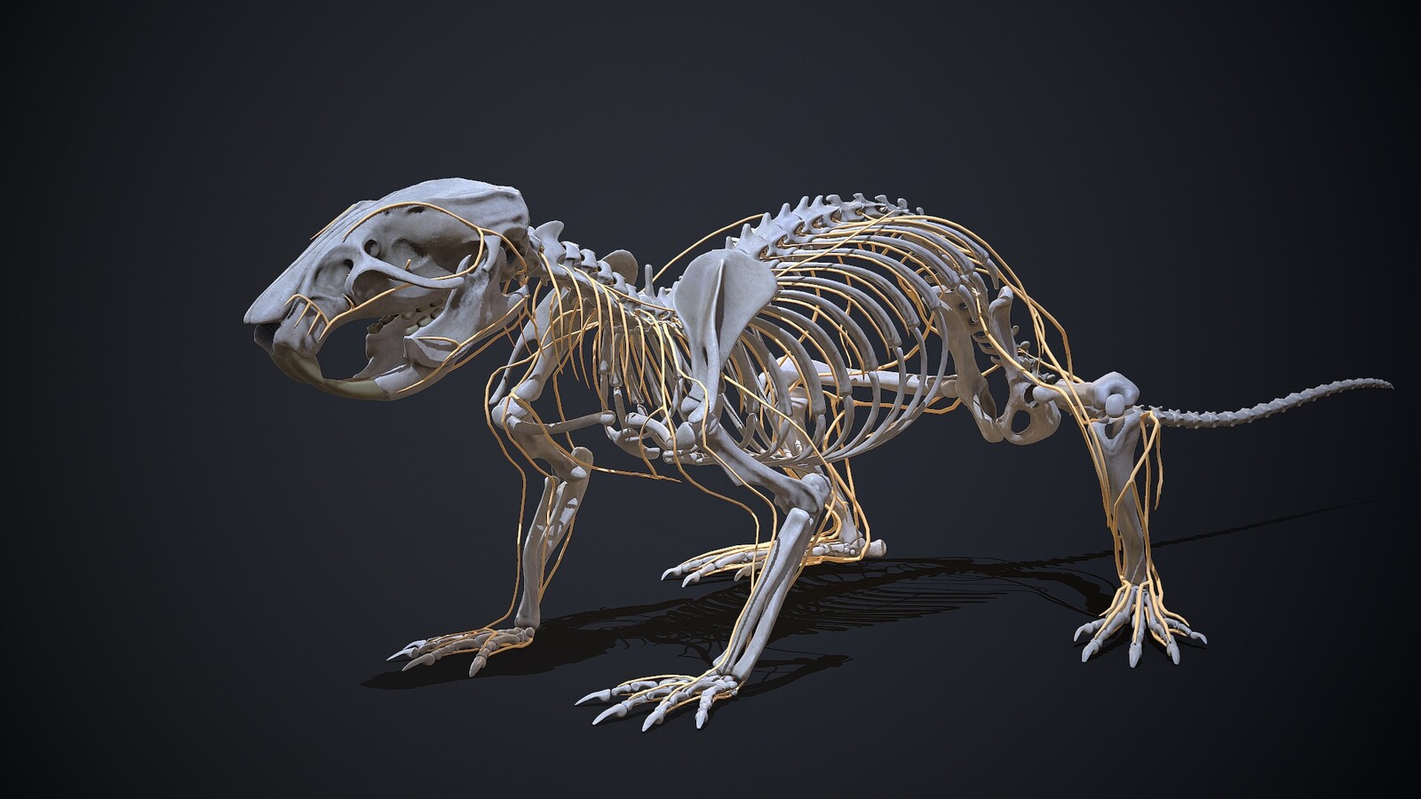 Sergey Egelsky - Rat anatomy