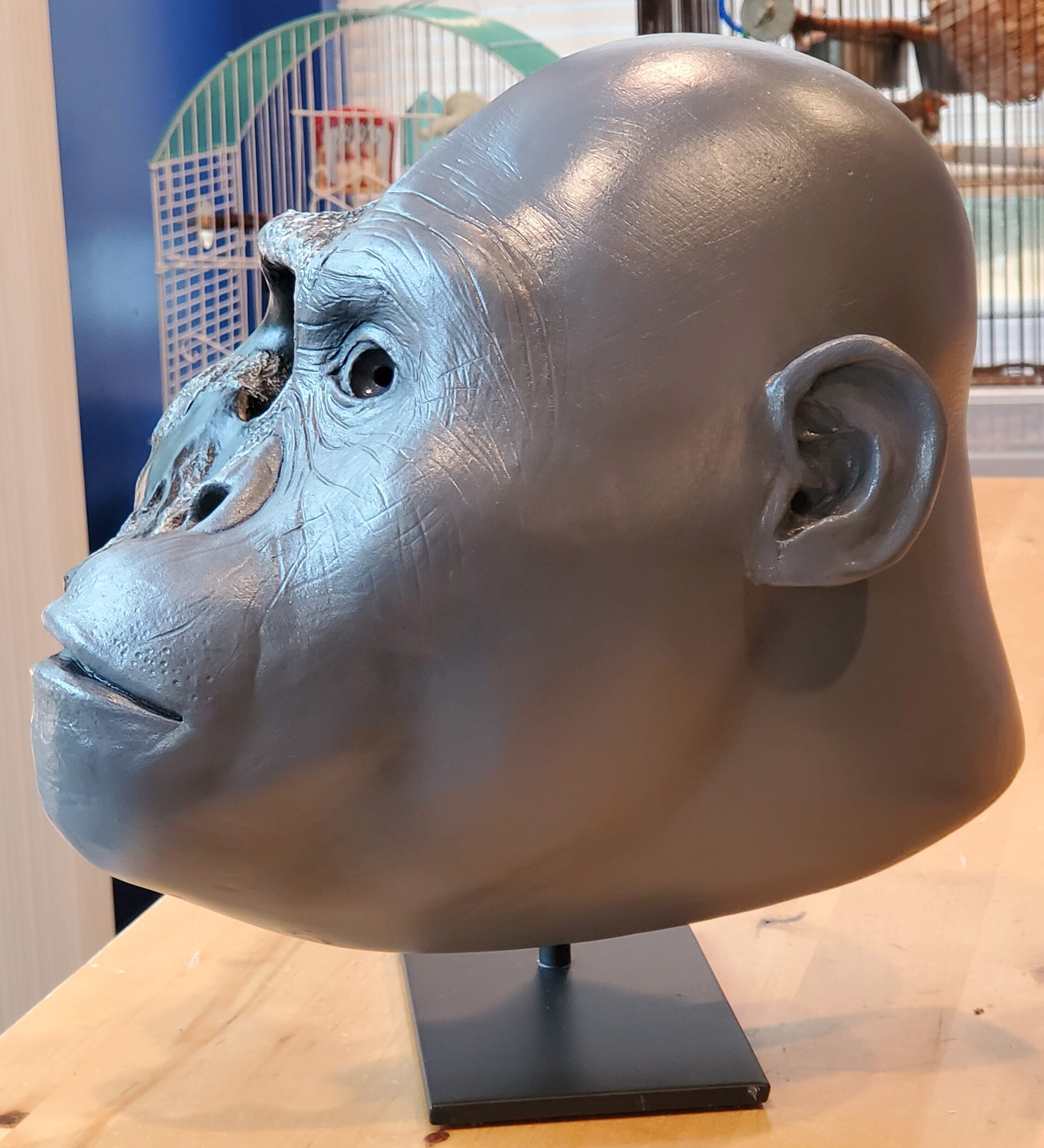 Paranthropus Aethiopicus Reconstruction