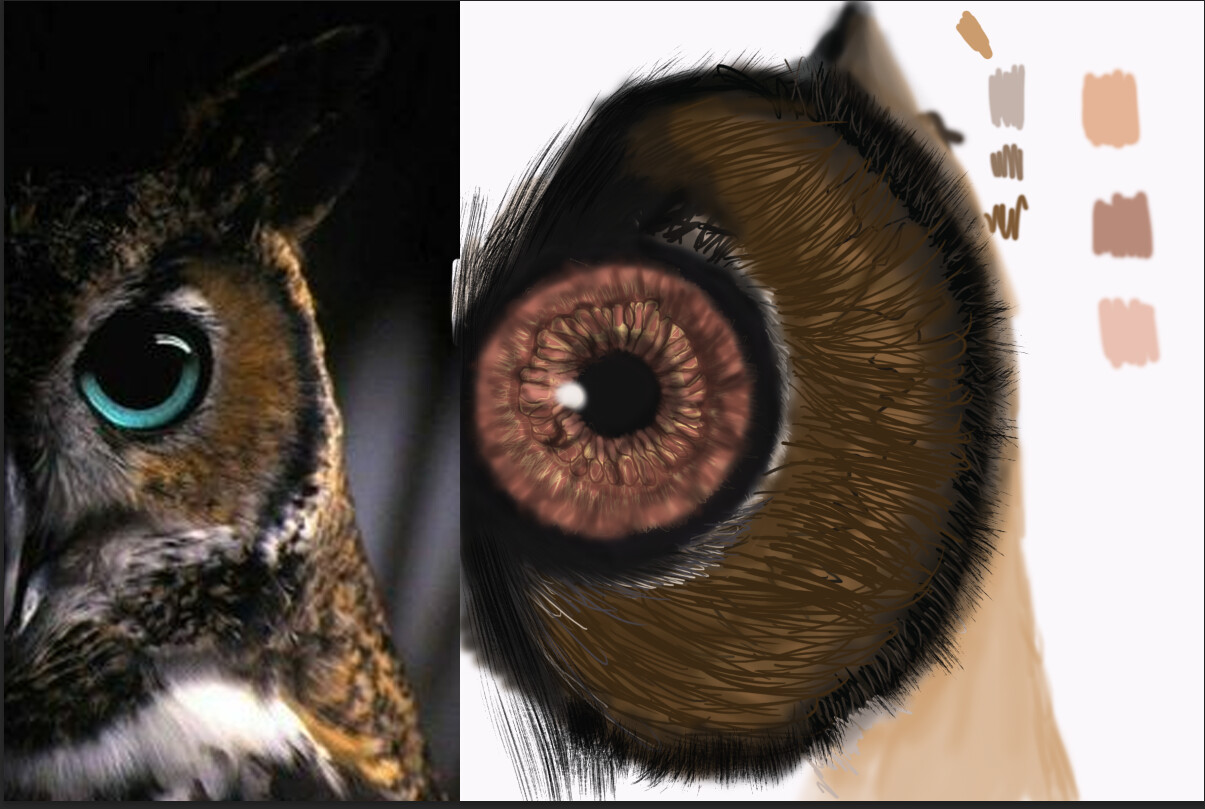 how to draw a realistic owl eye