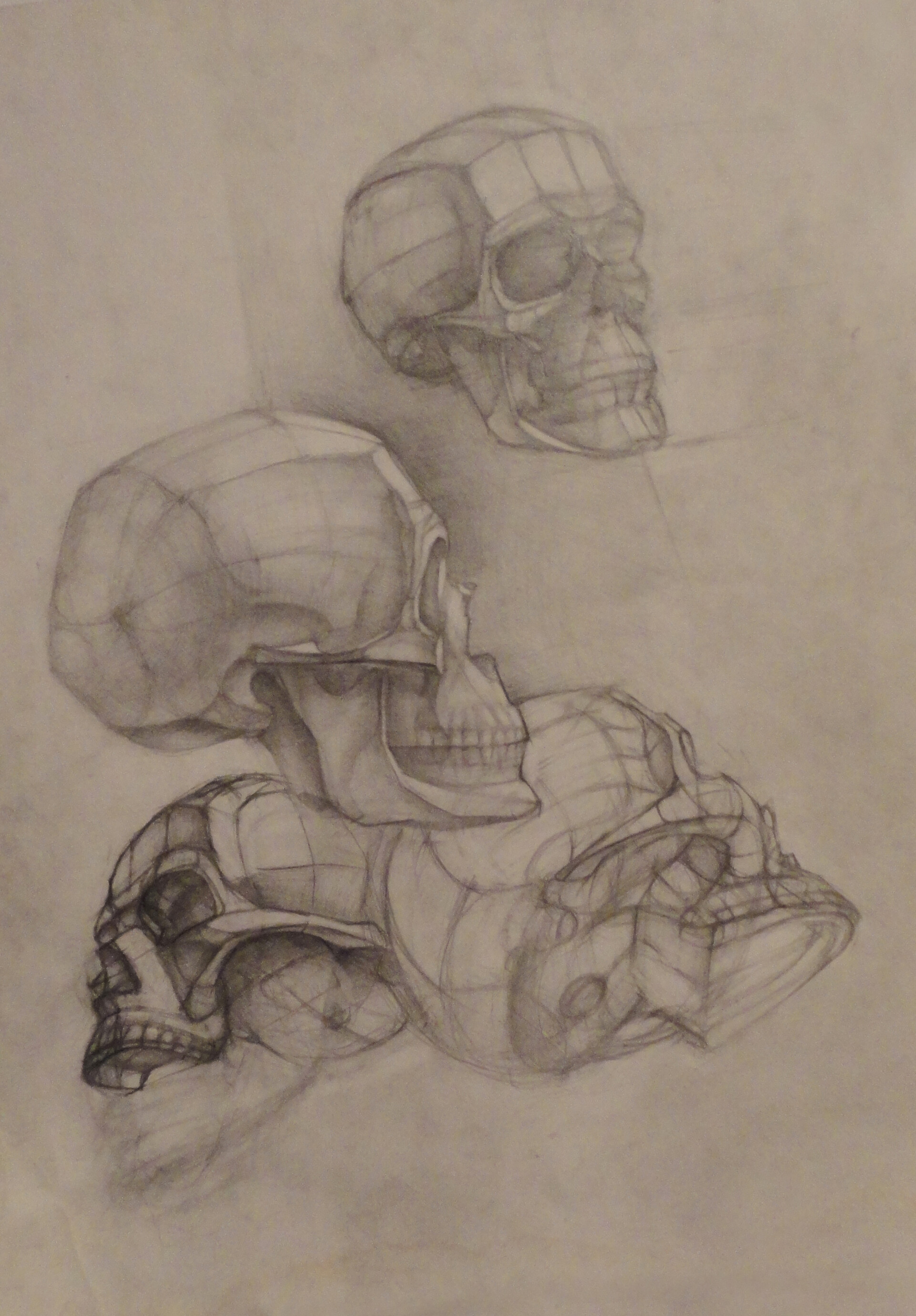 ArtStation - Constructive skull drawing