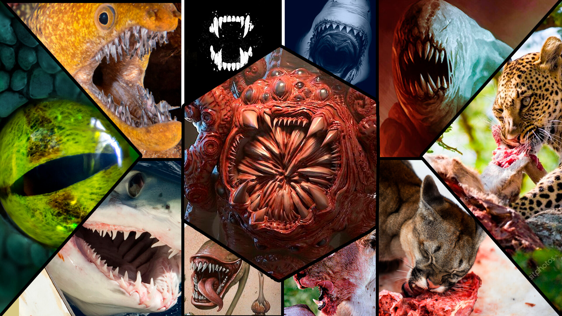 Quintaped Harry Potter