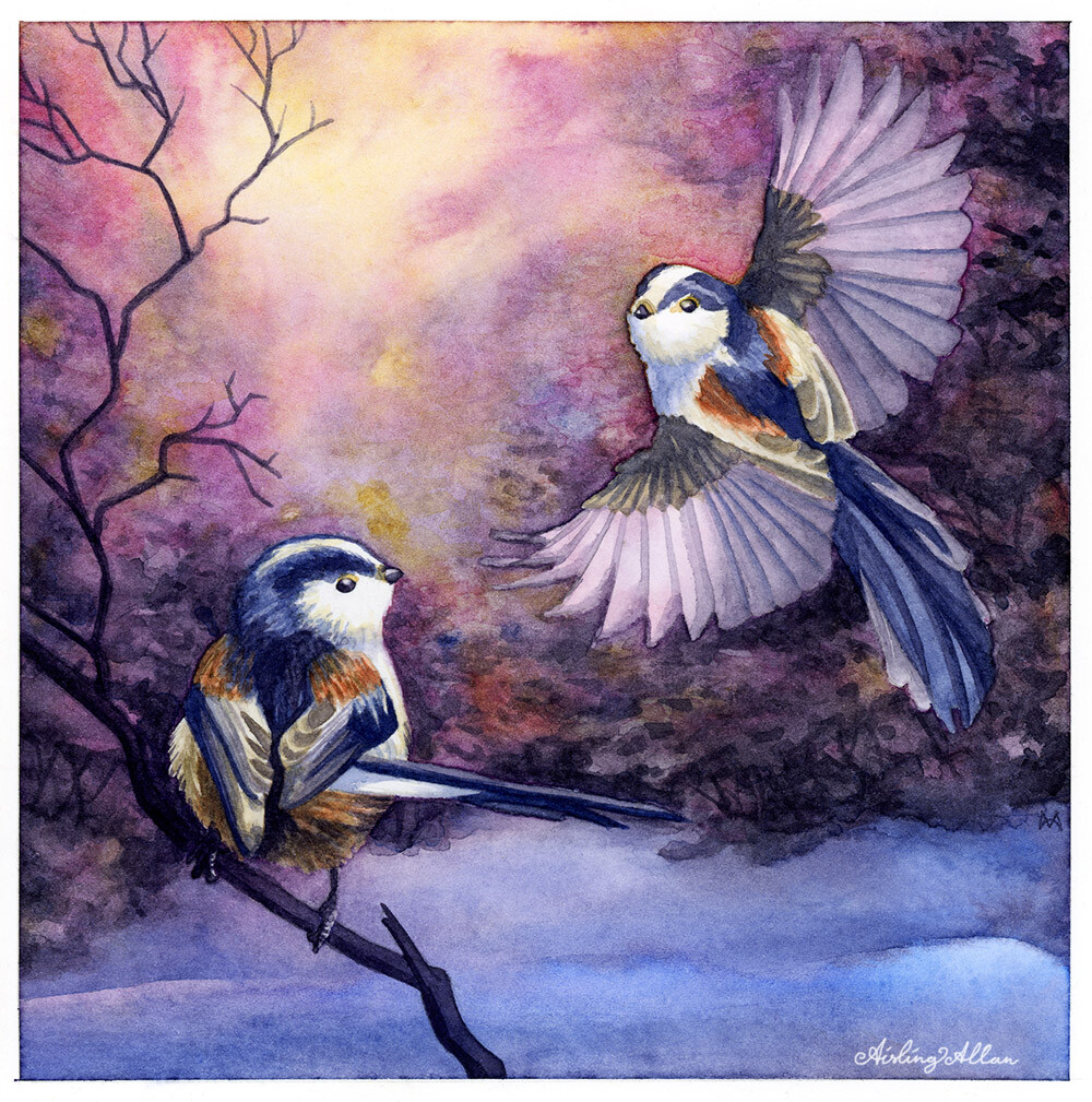 Aisling Allan - Long-tailed Tits